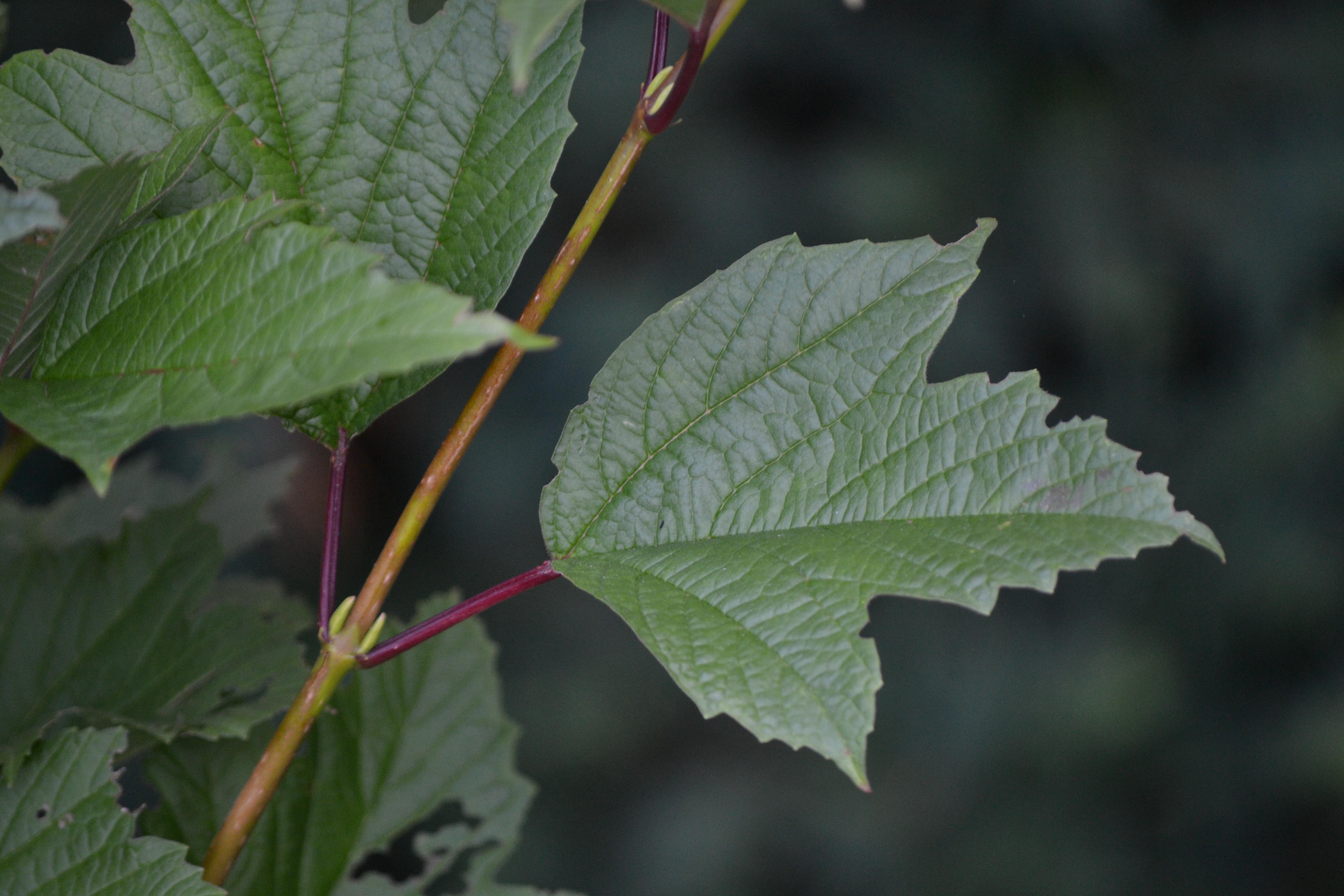Viburnum trilobum ‘Compactum’ – Purdue Arboretum Explorer
