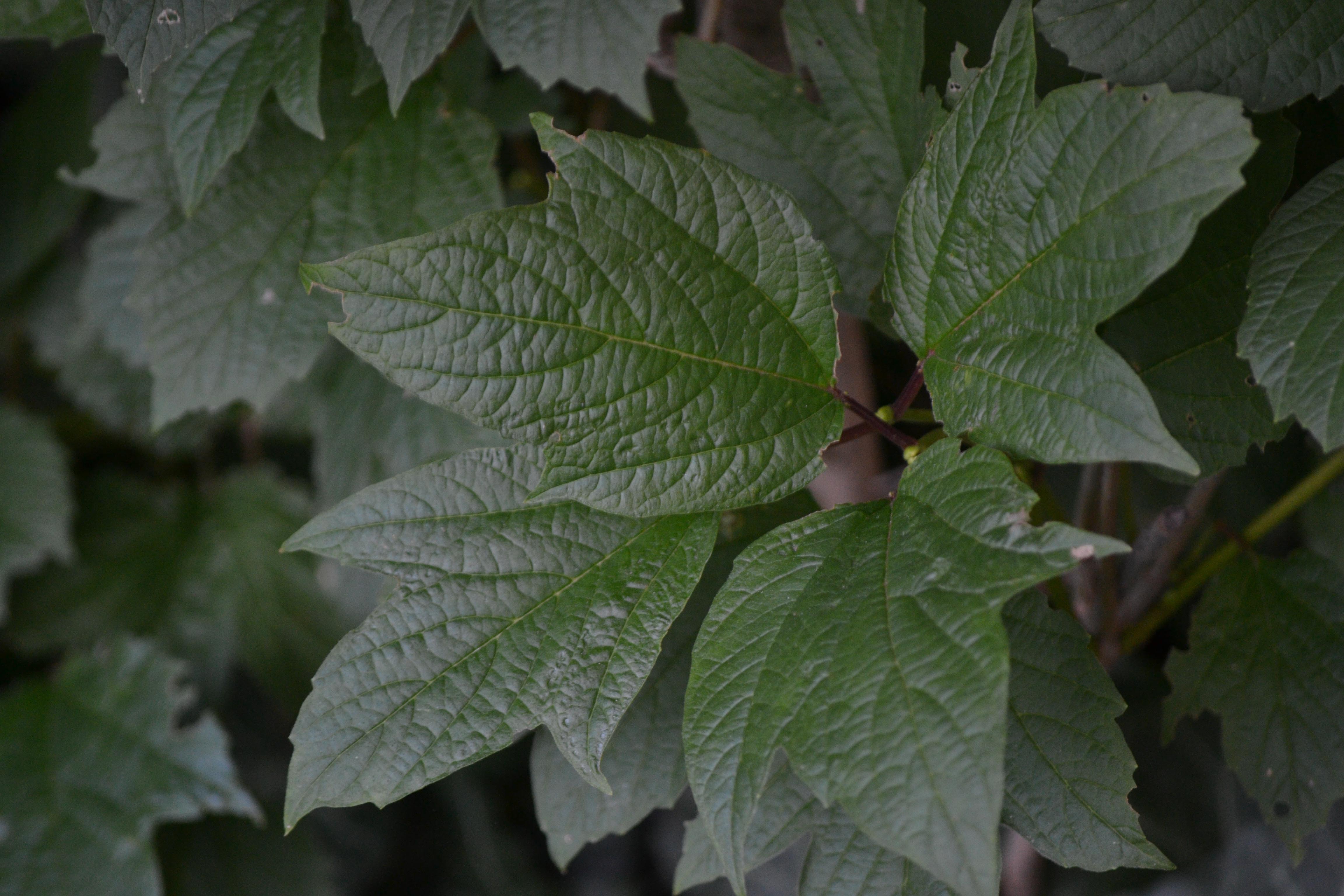 Viburnum trilobum ‘Compactum’ – Purdue Arboretum Explorer