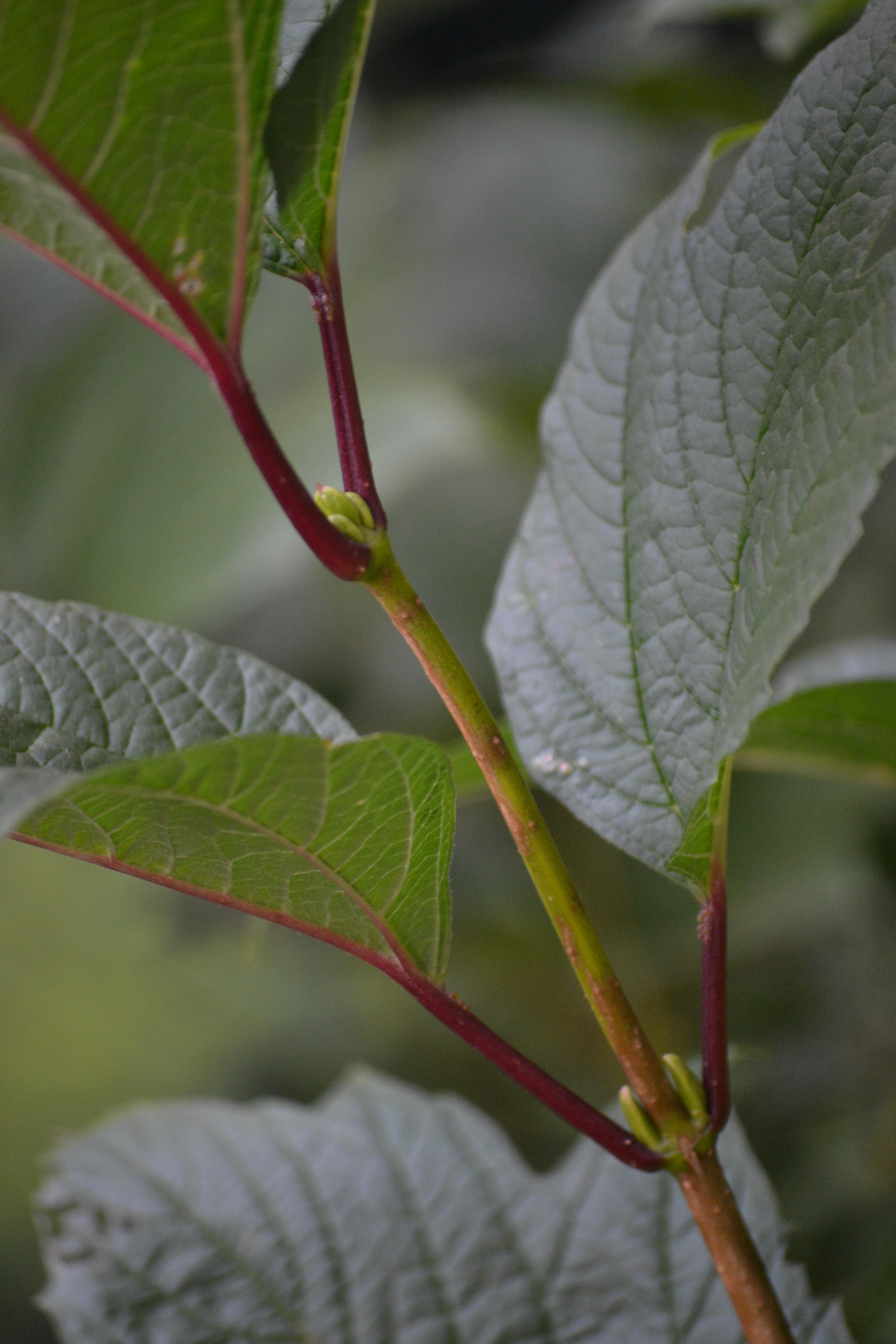 Viburnum trilobum ‘Compactum’ – Purdue Arboretum Explorer
