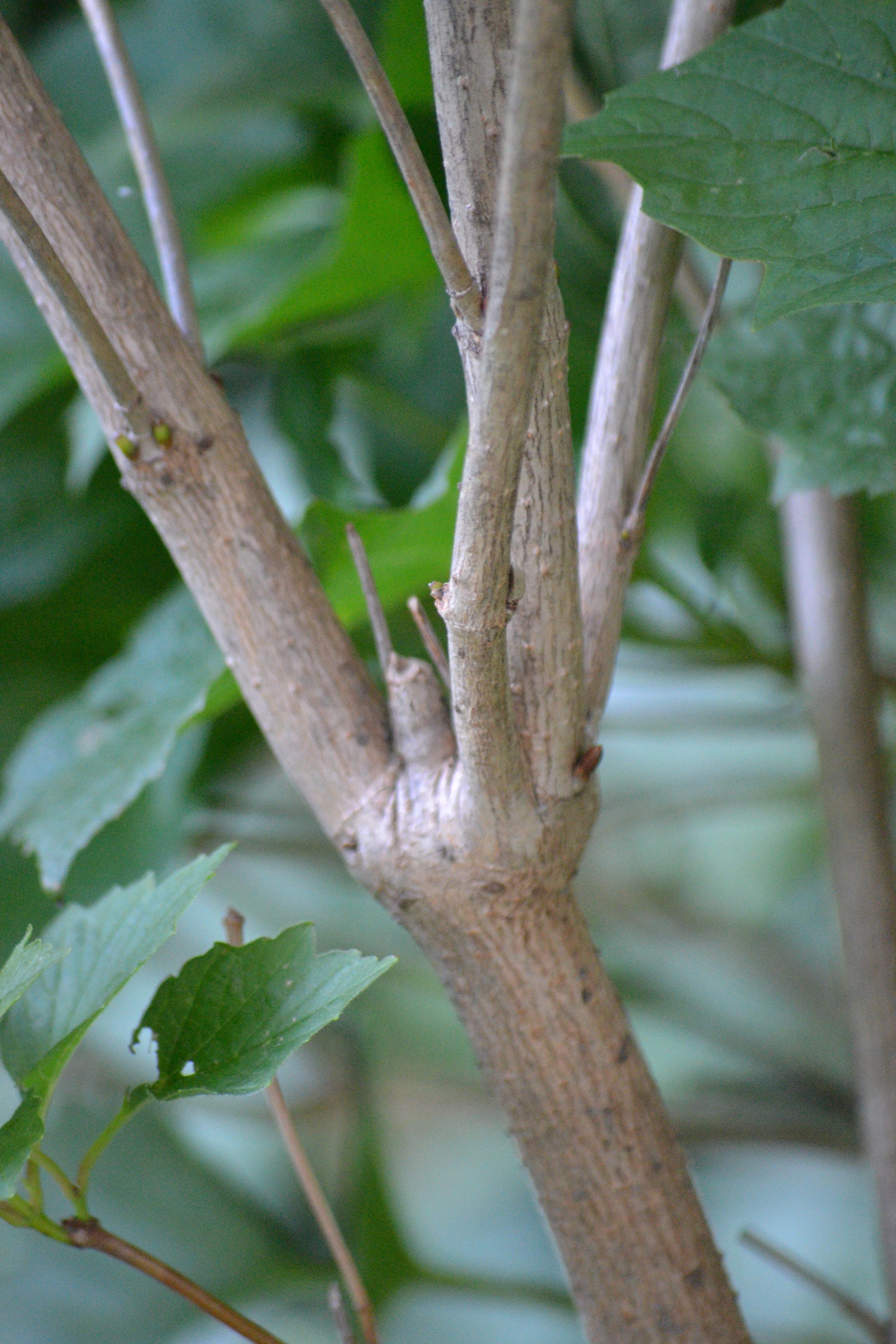 Viburnum trilobum ‘Compactum’ – Purdue Arboretum Explorer