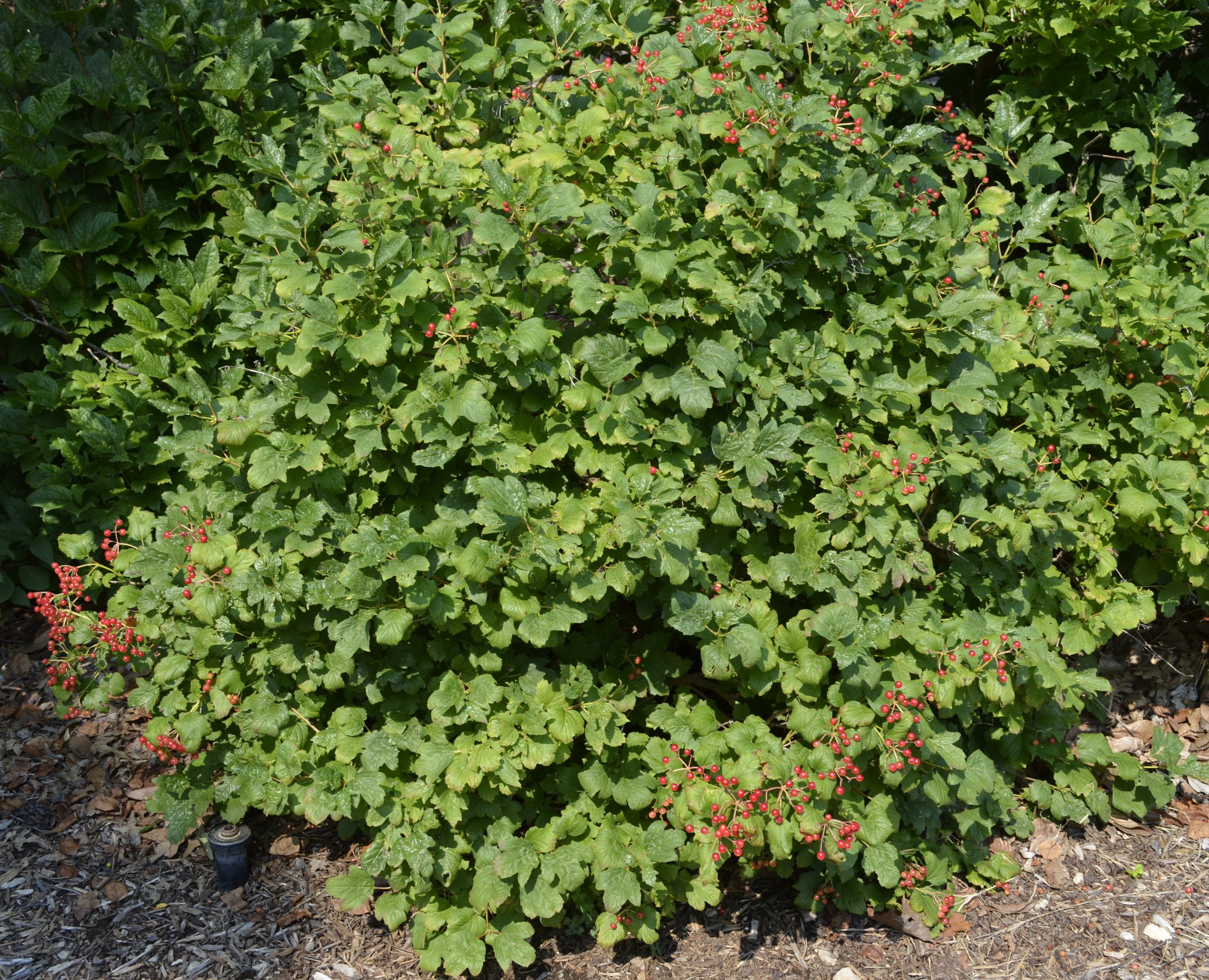 Viburnum trilobum ‘Compactum’ – Purdue Arboretum Explorer