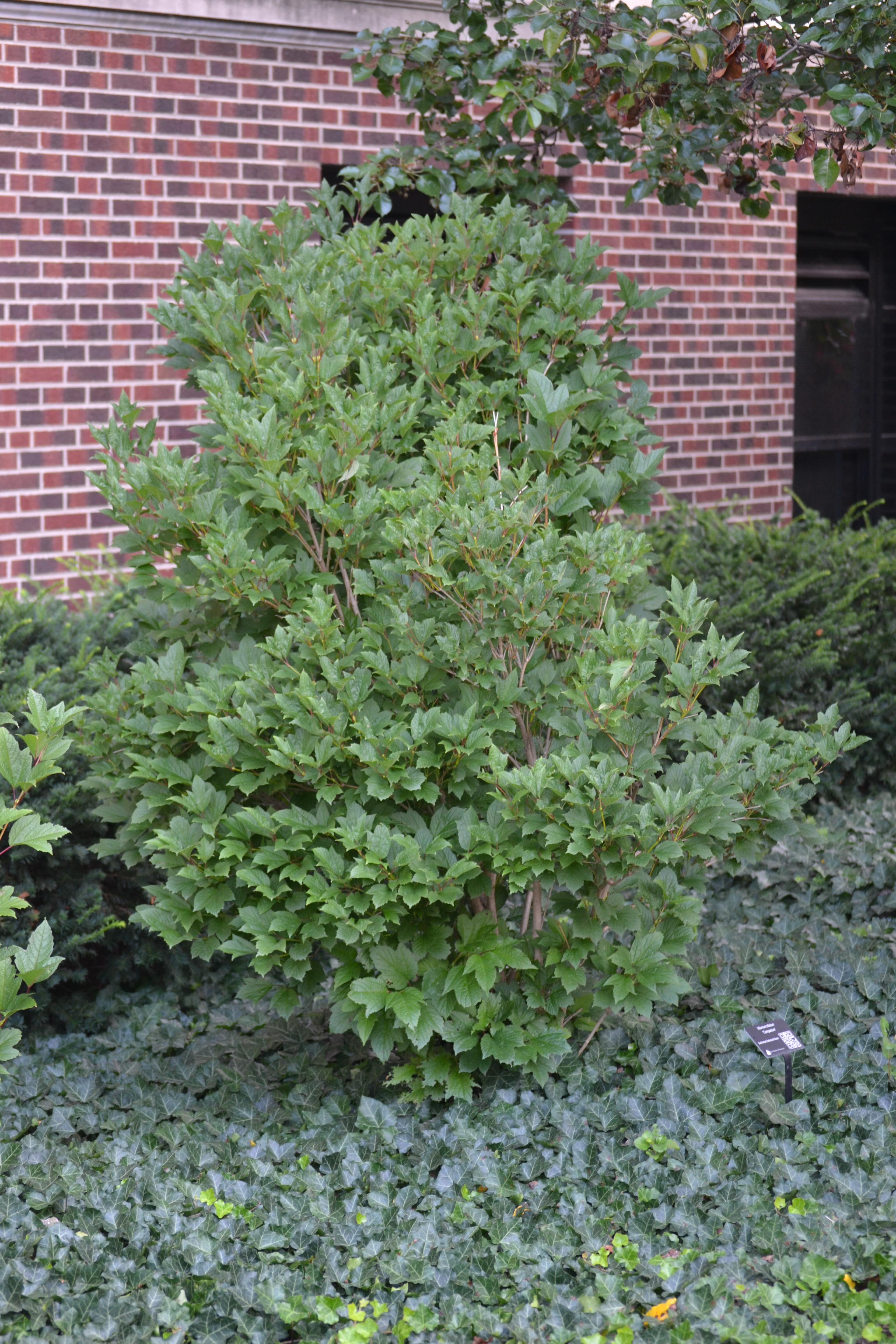 Viburnum trilobum ‘Compactum’ – Purdue Arboretum Explorer