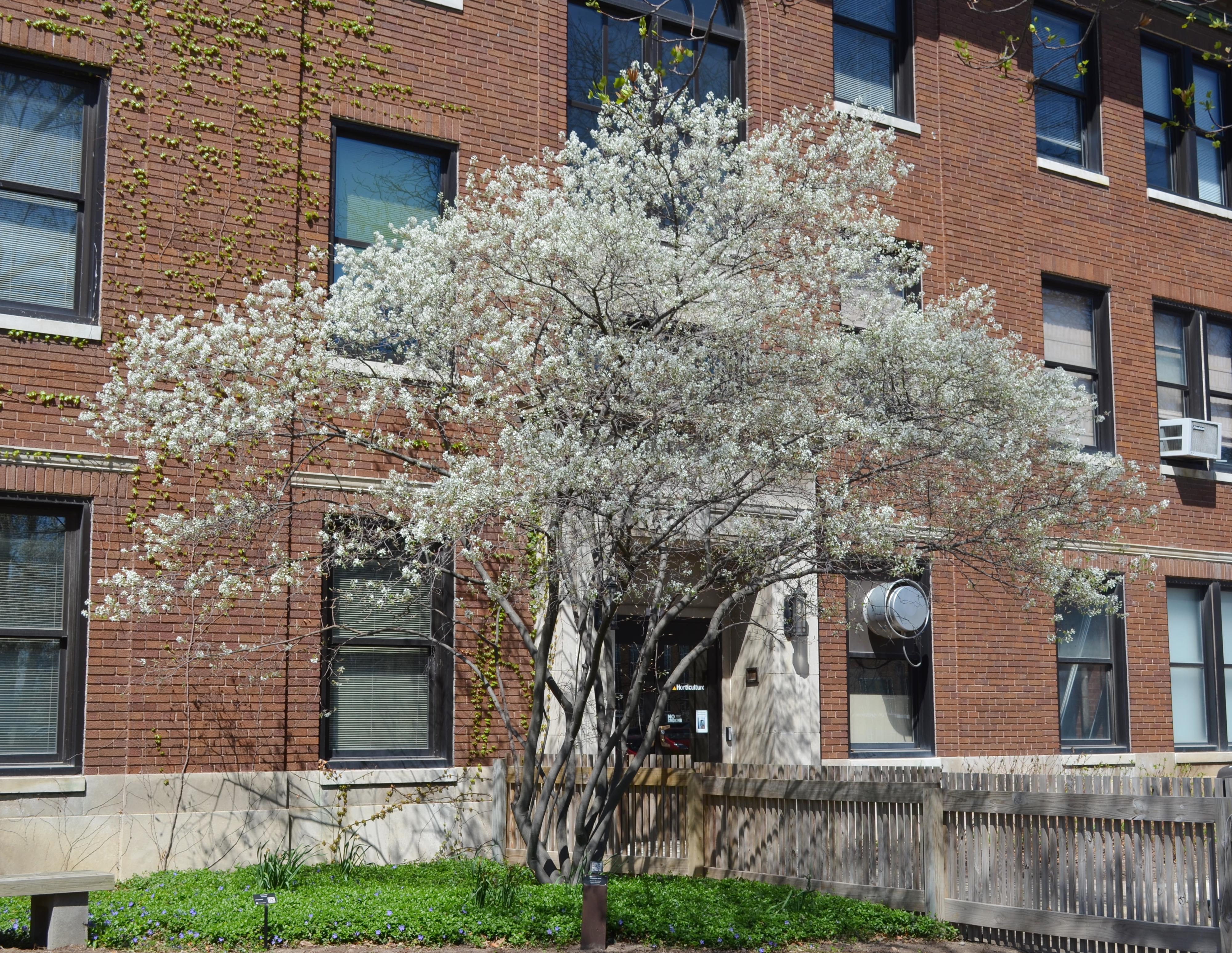 Amelanchier Laevis Caractéristiques – UPFV