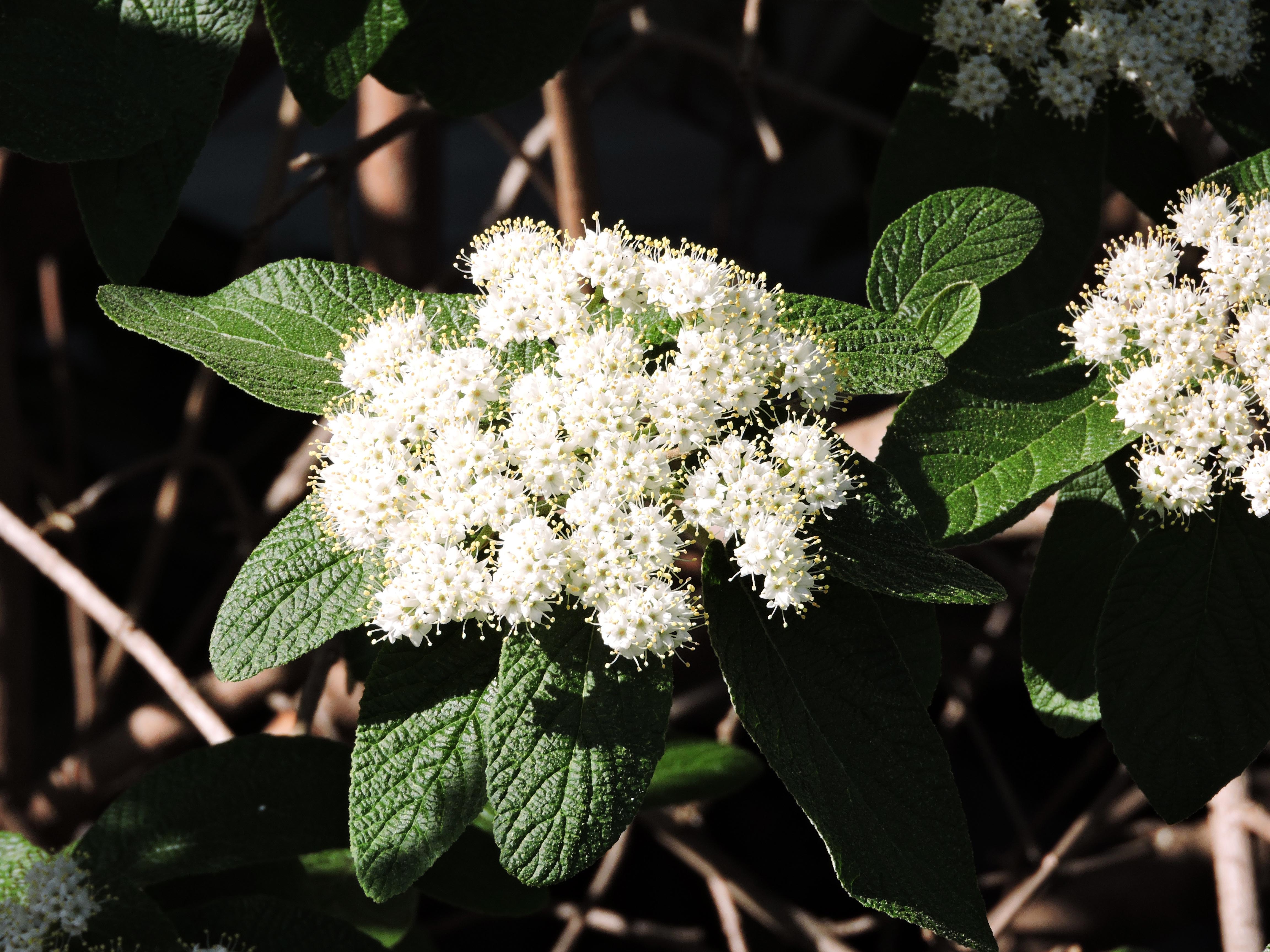 Viburnum rhytidophyllum – Purdue Arboretum Explorer