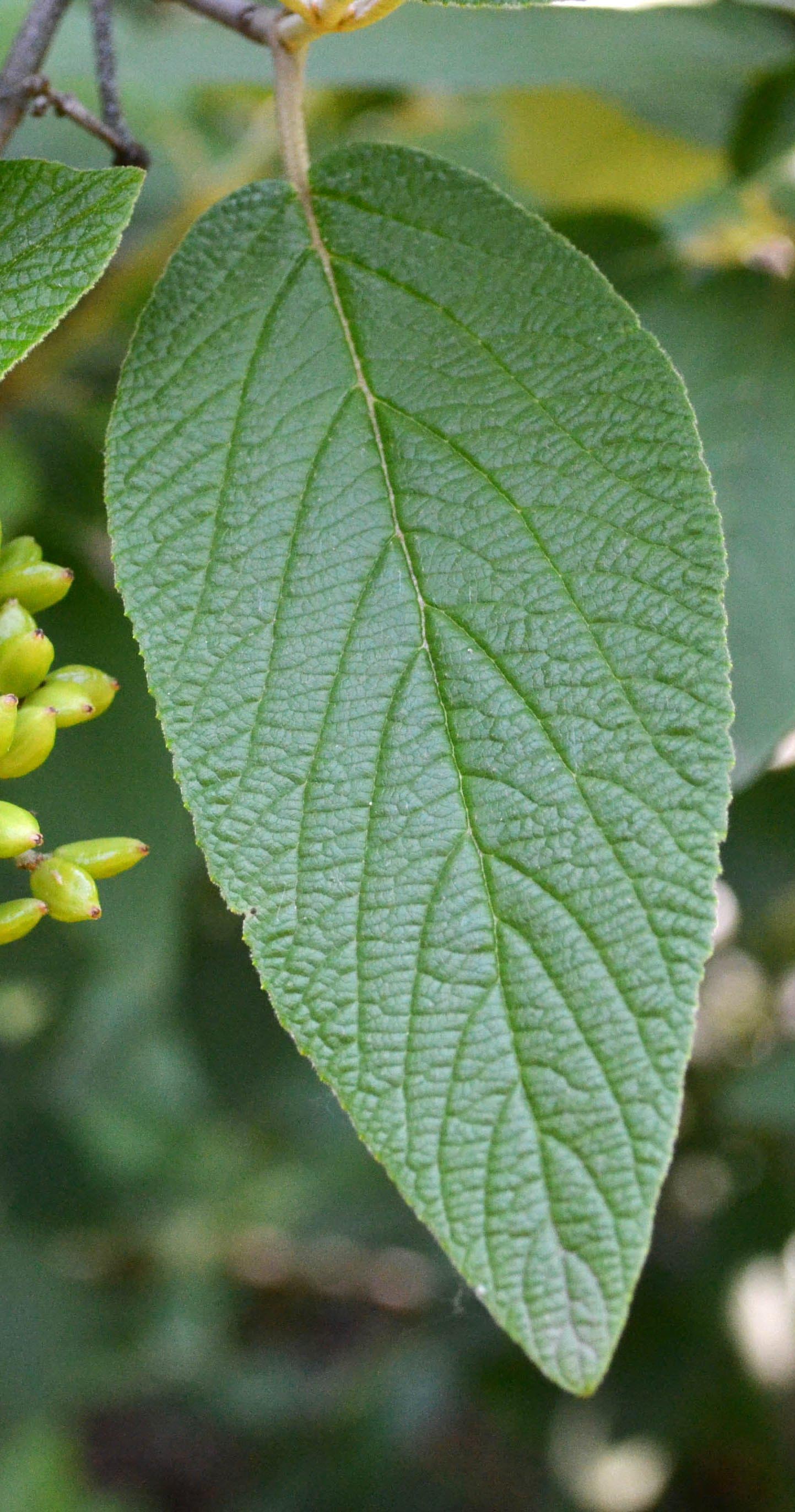 Viburnum × rhytidophylloides ‘Willowwood’ – Purdue Arboretum Explorer