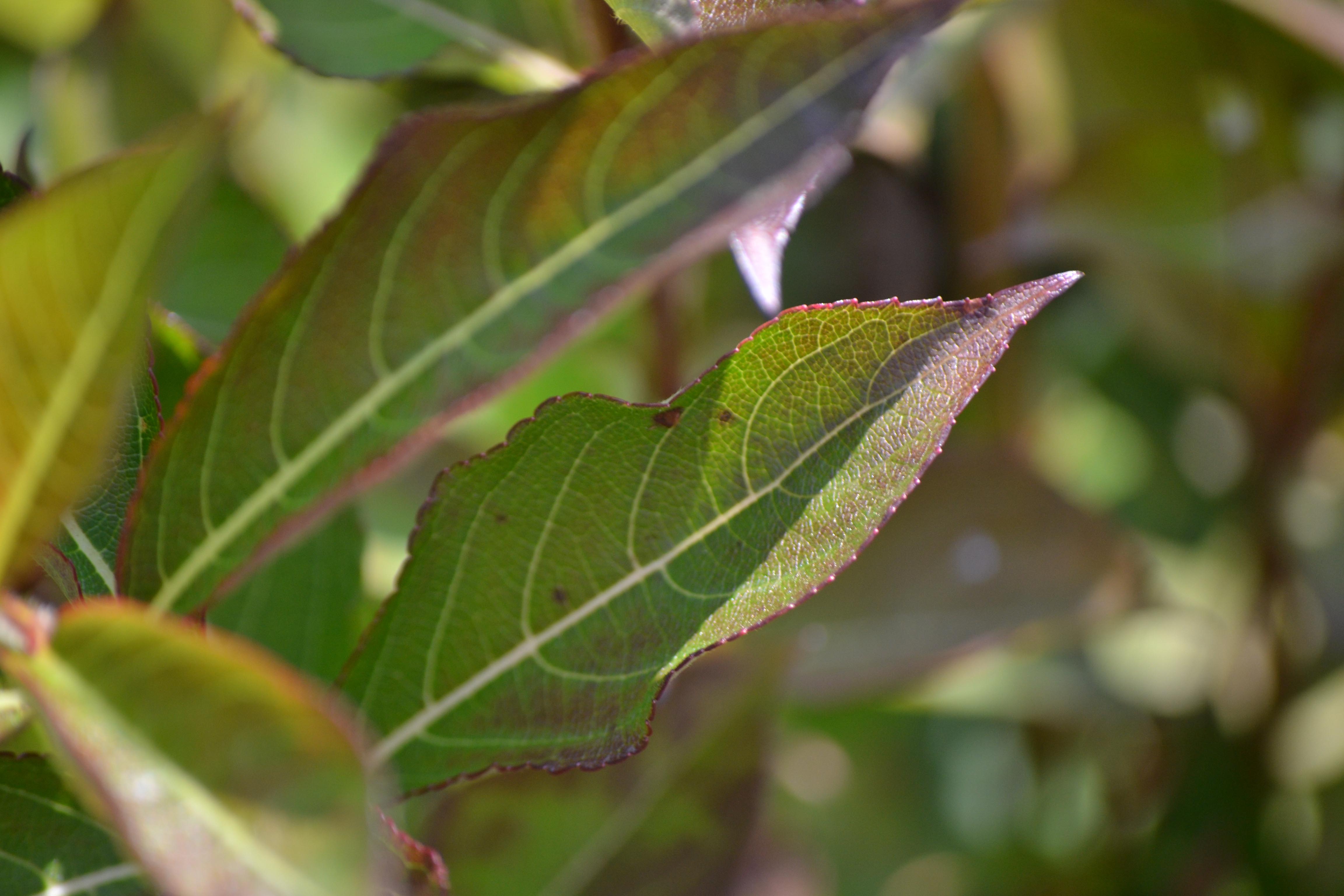Weigela florida ‘Tango’ – Purdue Arboretum Explorer