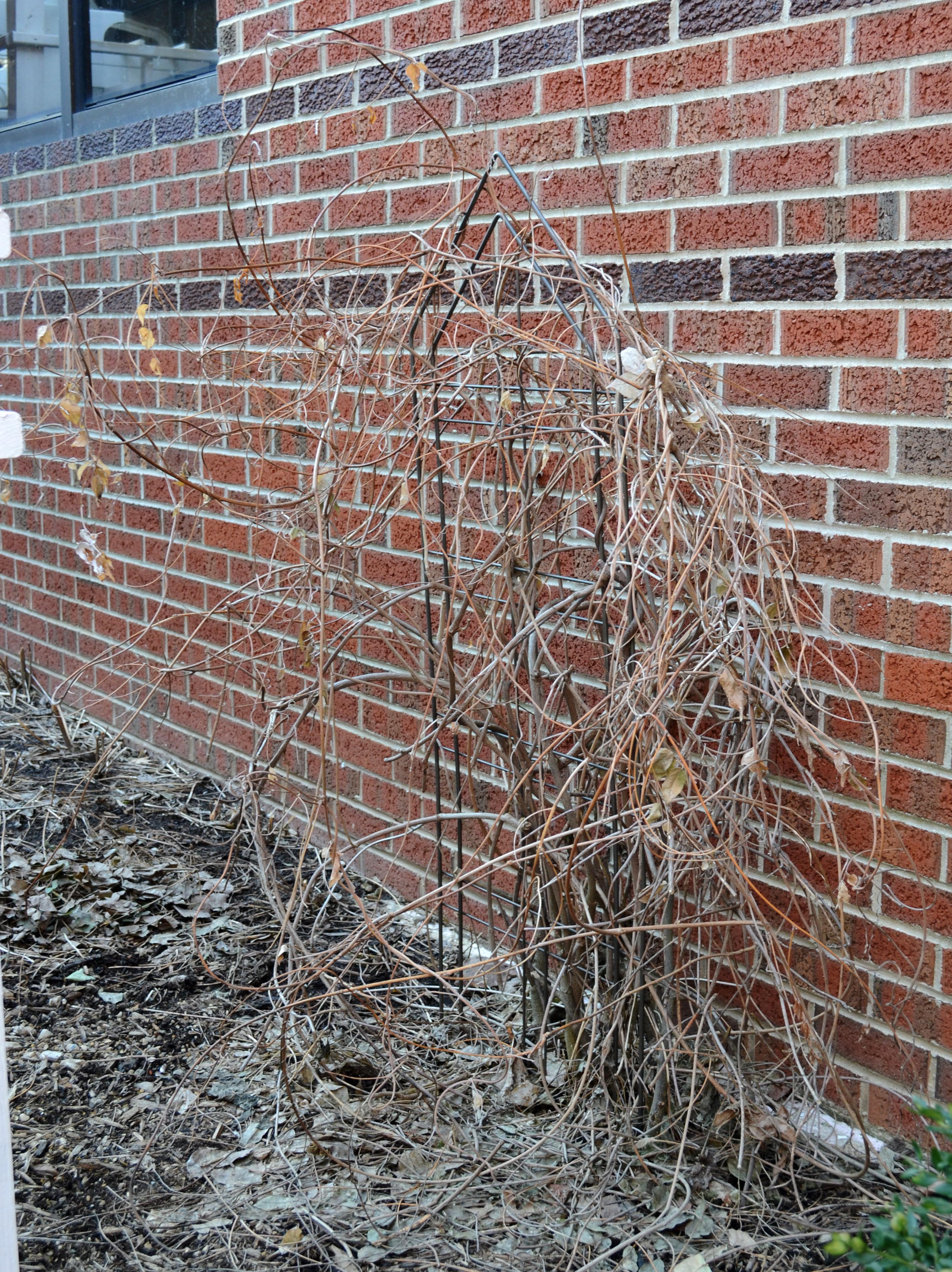 Wisteria floribunda – Purdue Arboretum Explorer