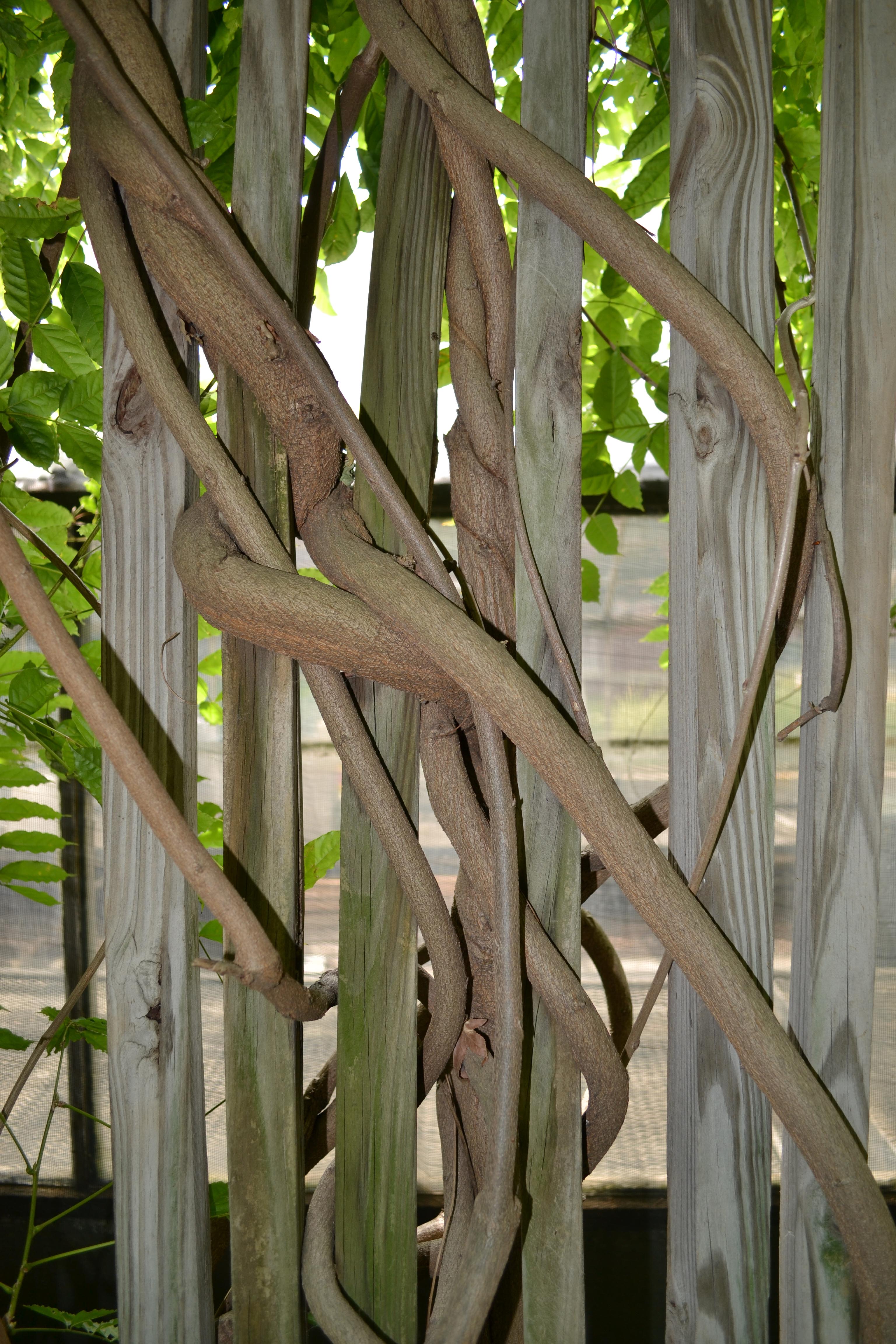 Wisteria sinensis – Purdue Arboretum Explorer