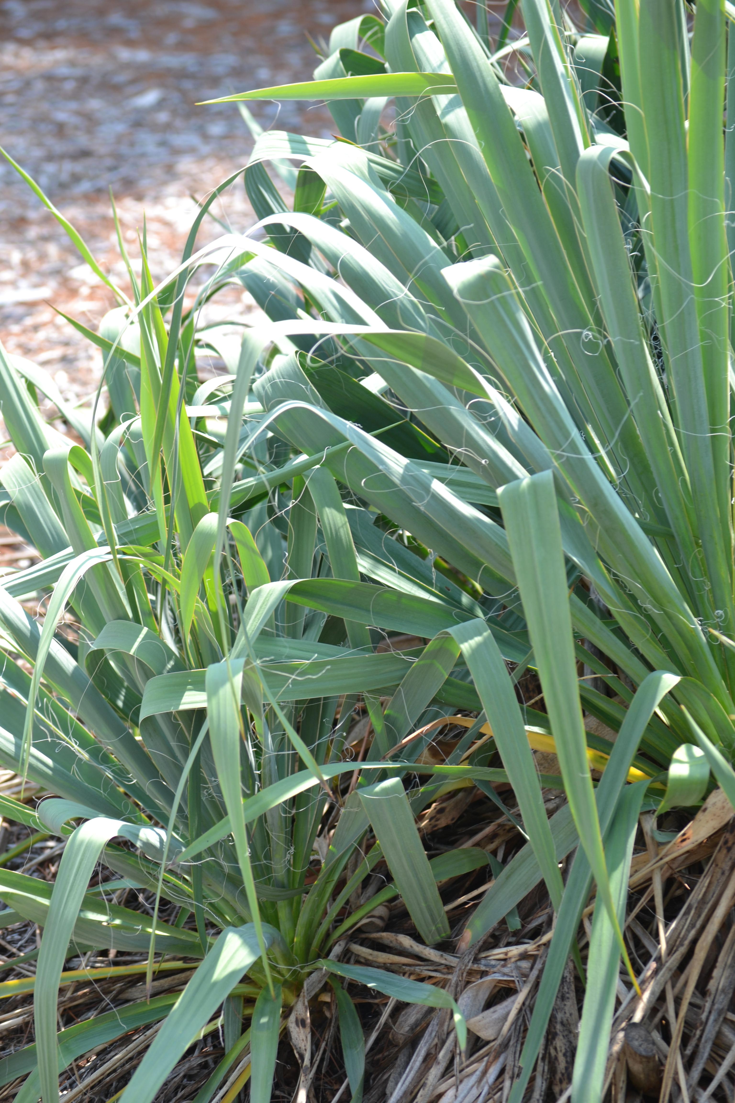Yucca filamentosa – Purdue Arboretum Explorer
