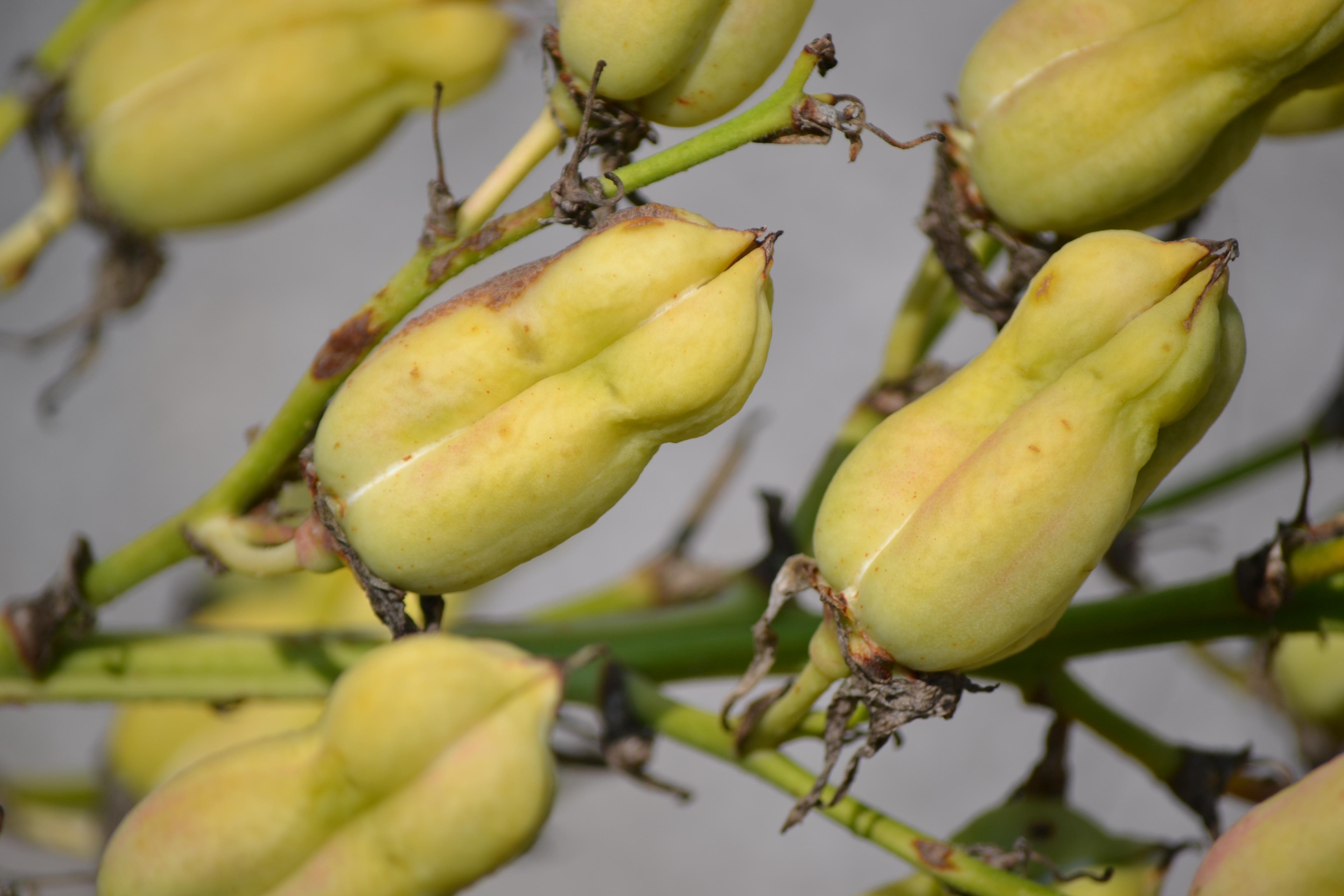 Yucca filamentosa – Purdue Arboretum Explorer
