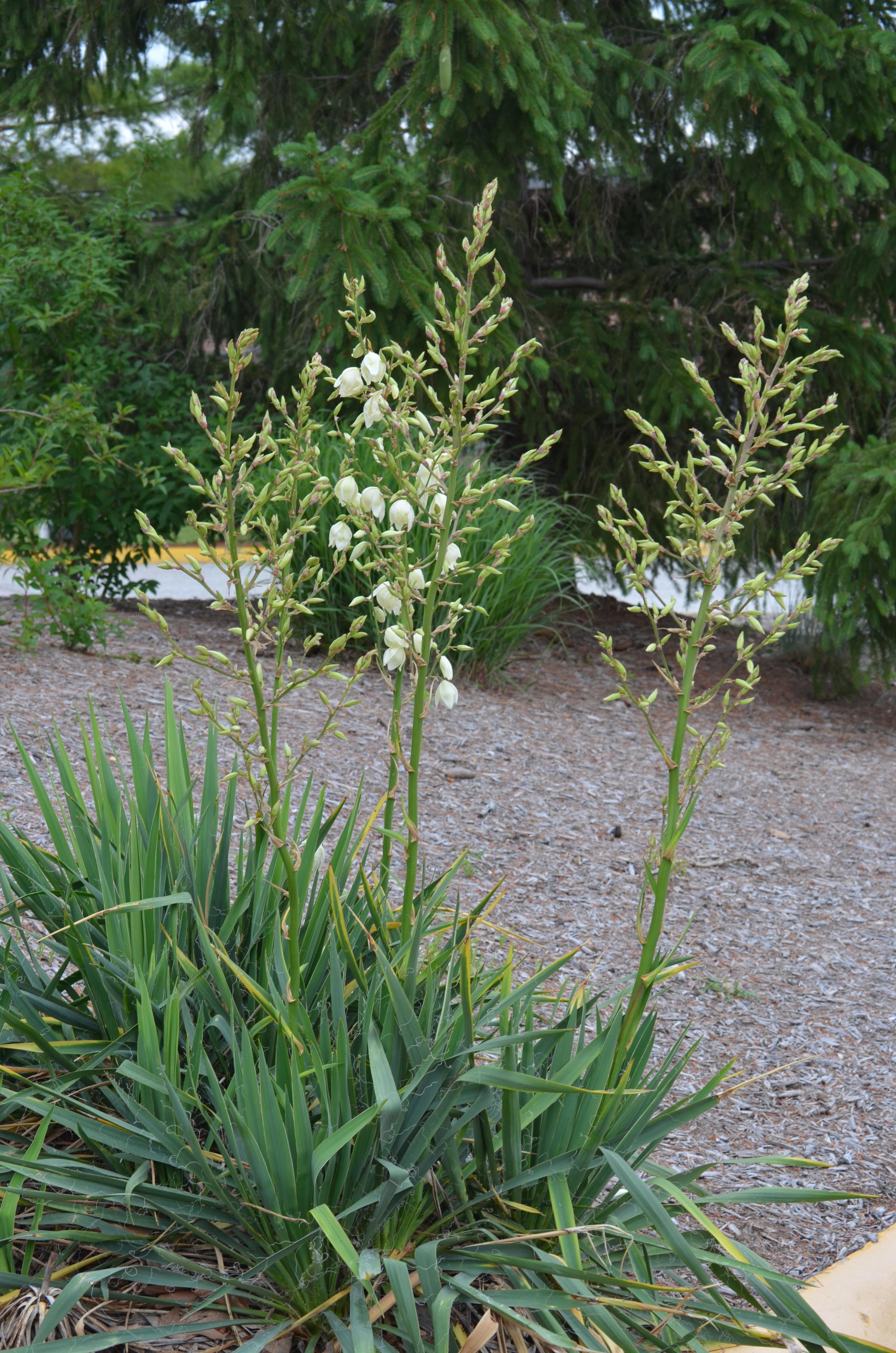 Yucca filamentosa – Purdue Arboretum Explorer