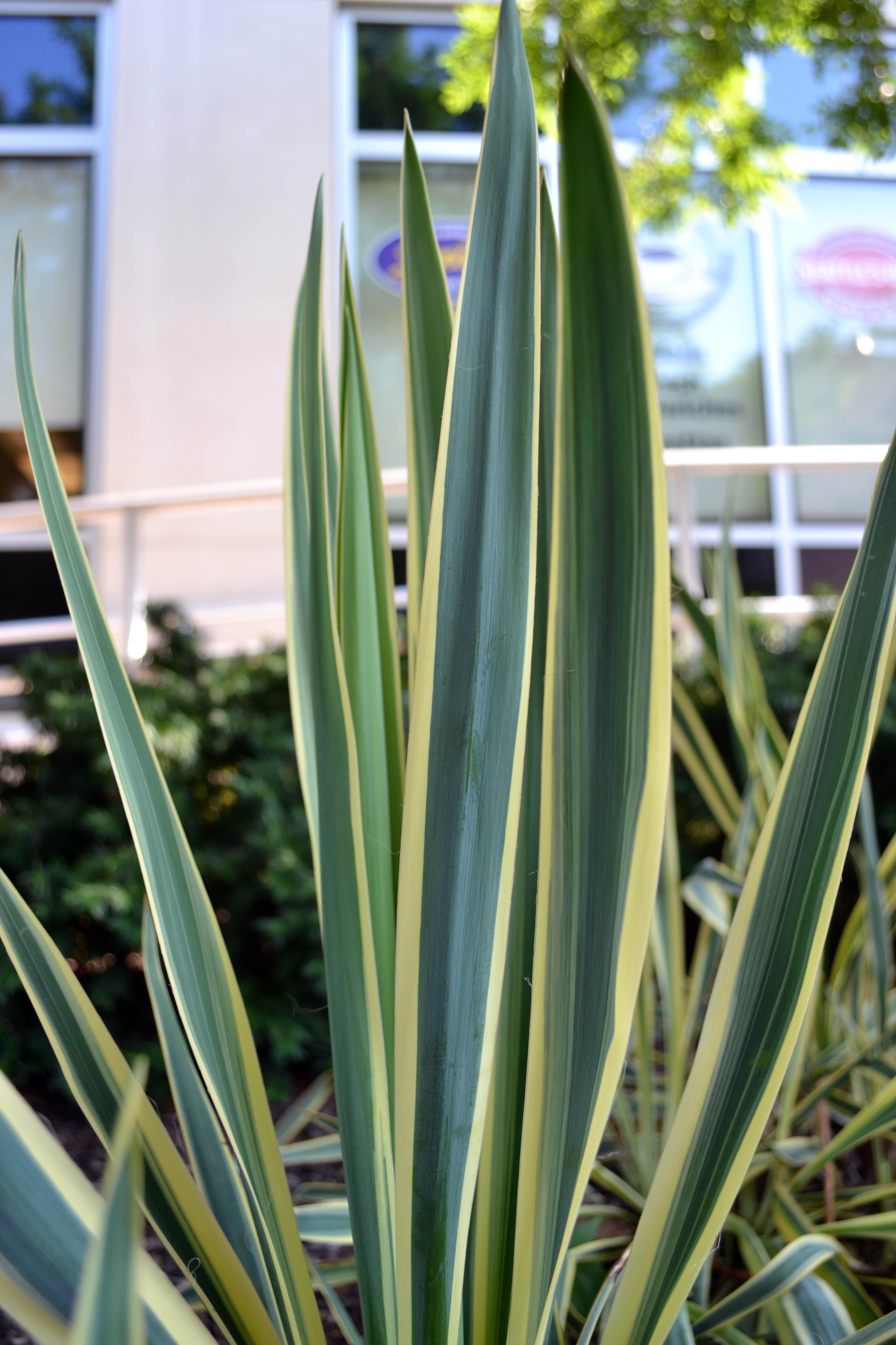 Yucca filamentosa ‘Bright Edge’ – Purdue Arboretum Explorer