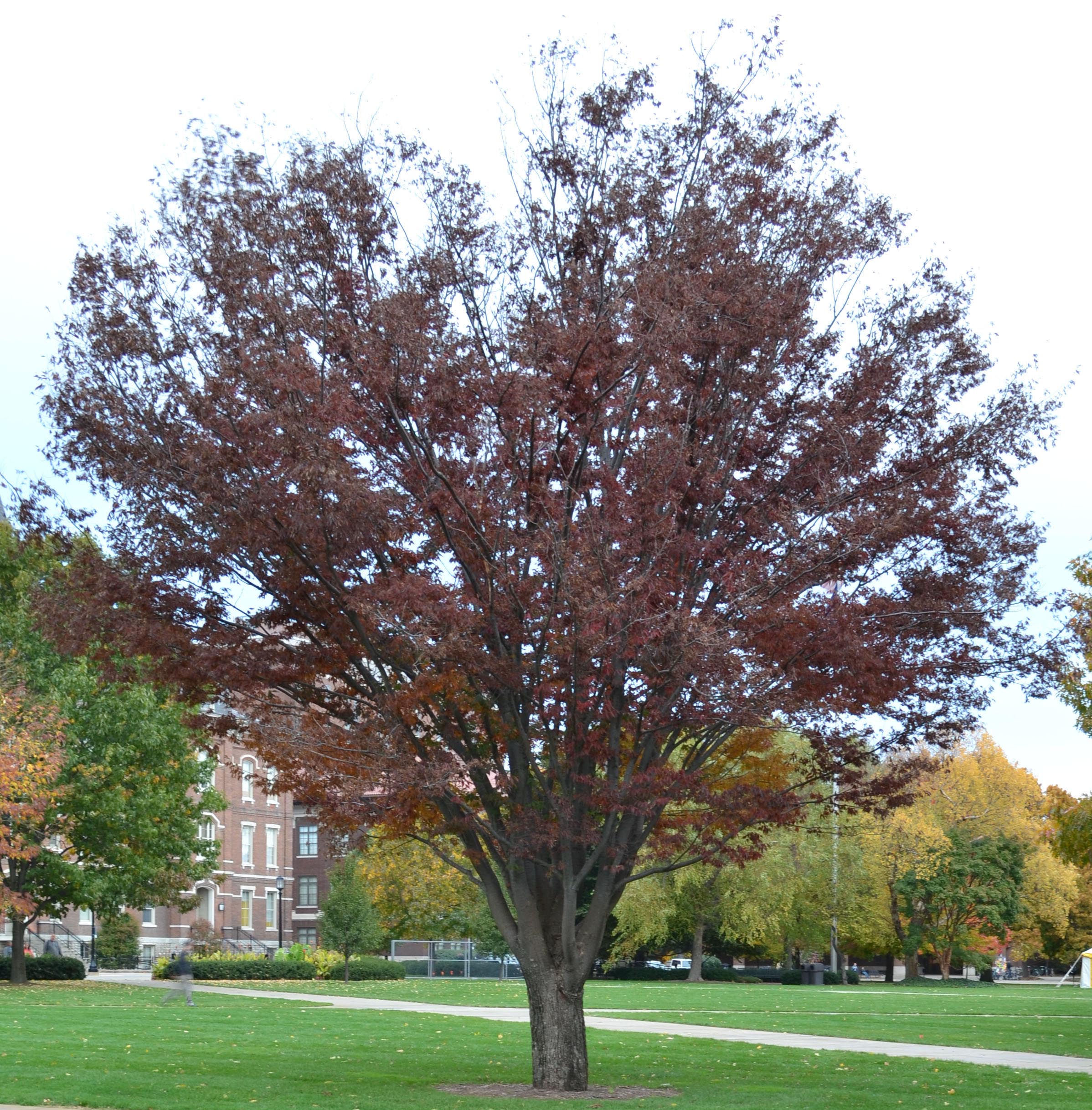 Zelkova serrata – Purdue Arboretum Explorer