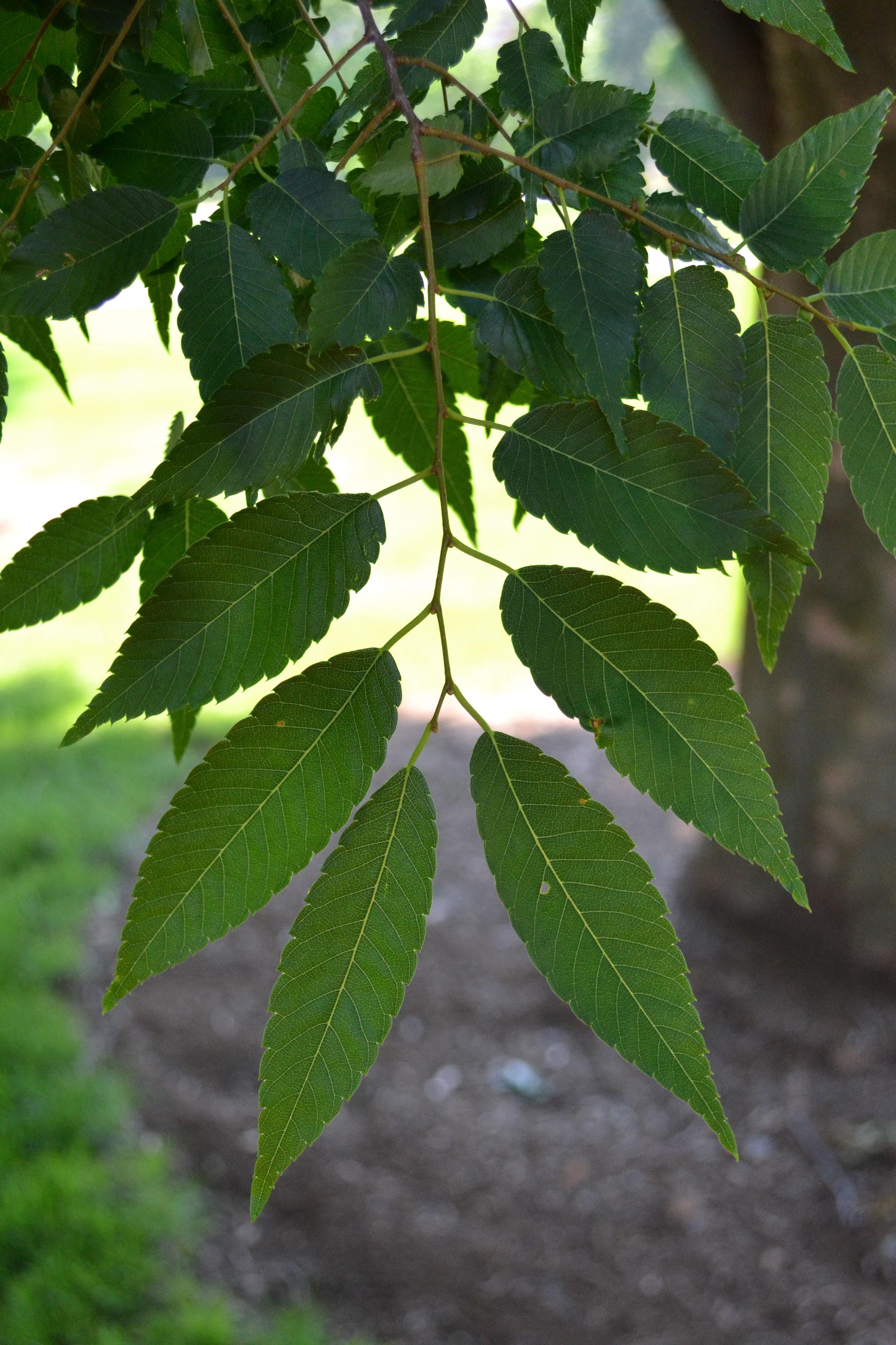 Zelkova serrata – Purdue Arboretum Explorer