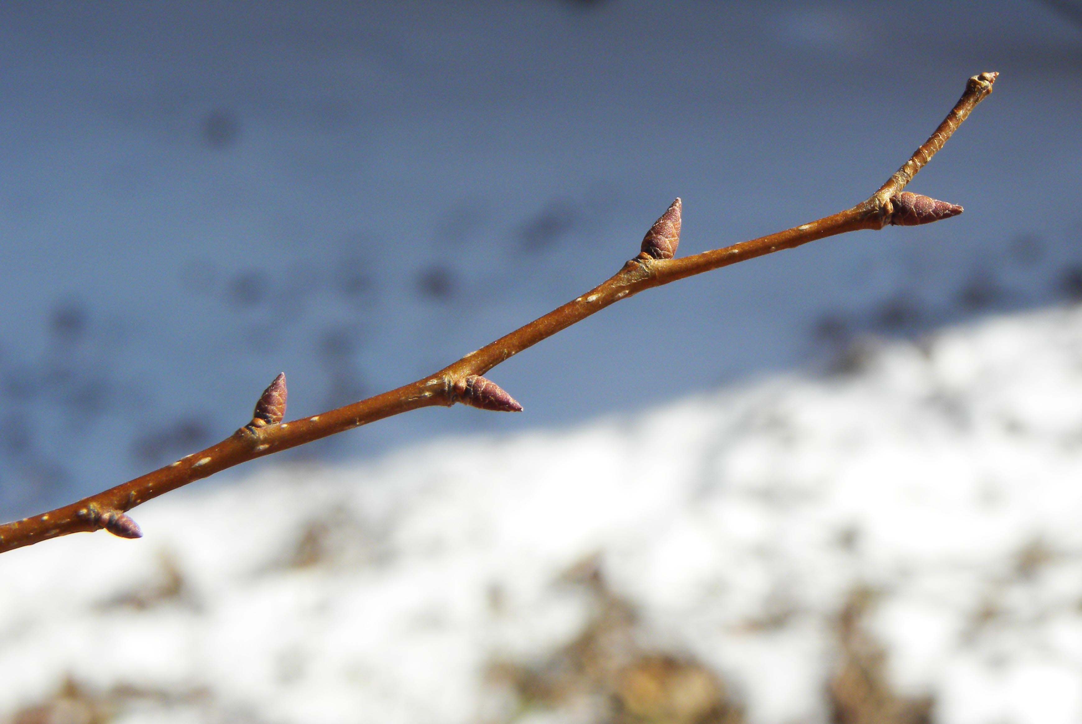 Zelkova serrata – Purdue Arboretum Explorer