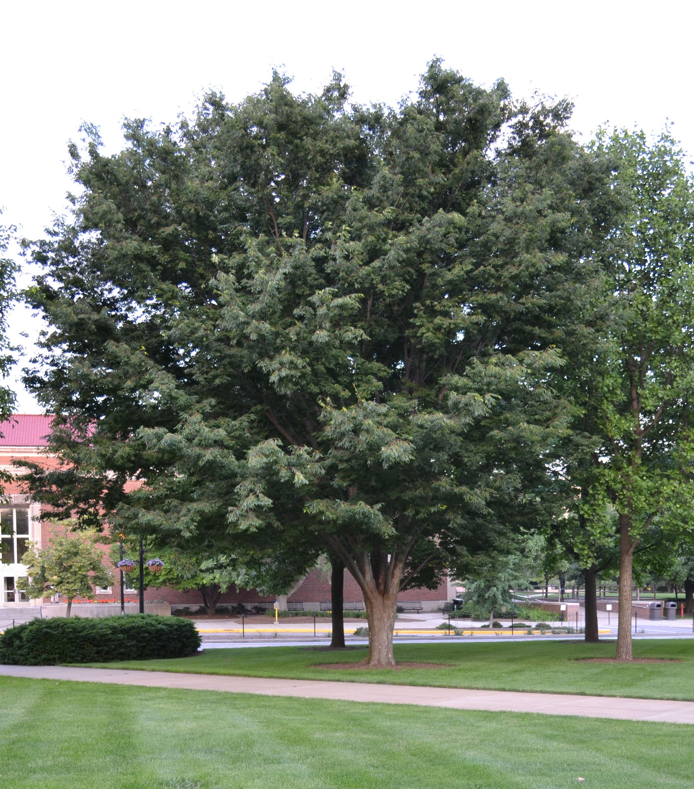 Zelkova serrata – Purdue Arboretum Explorer
