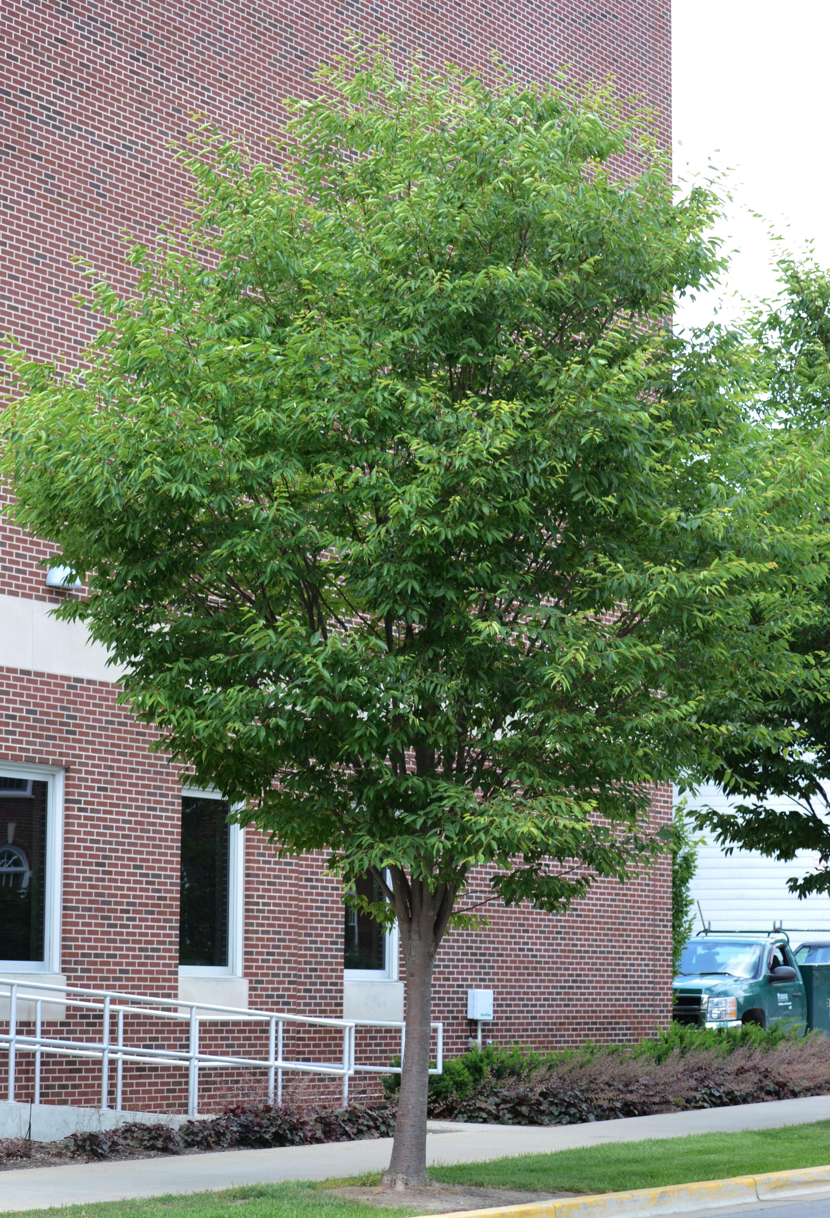 Zelkova serrata ‘Green Vase’ [sold as Green Vase®] – Purdue Arboretum ...