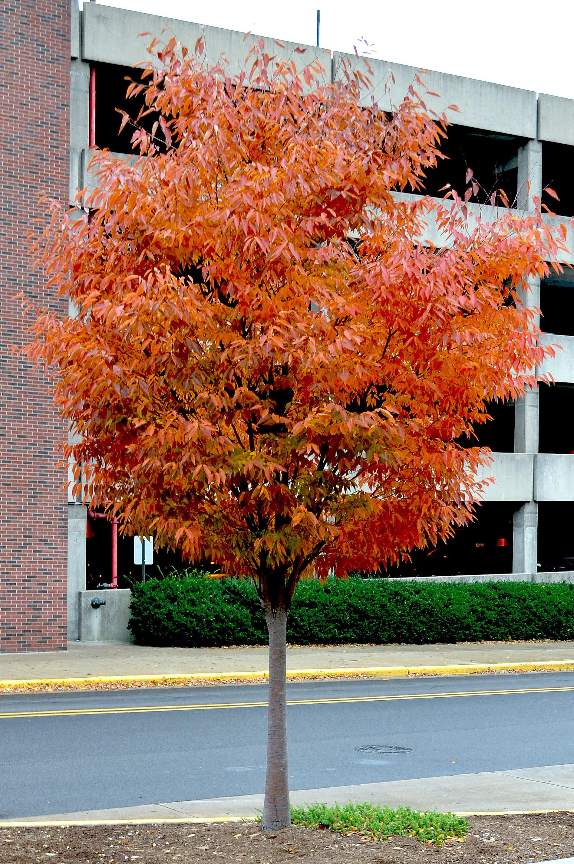 Zelkova serrata ‘Green Vase’ [sold as Green Vase®] – Purdue Arboretum ...