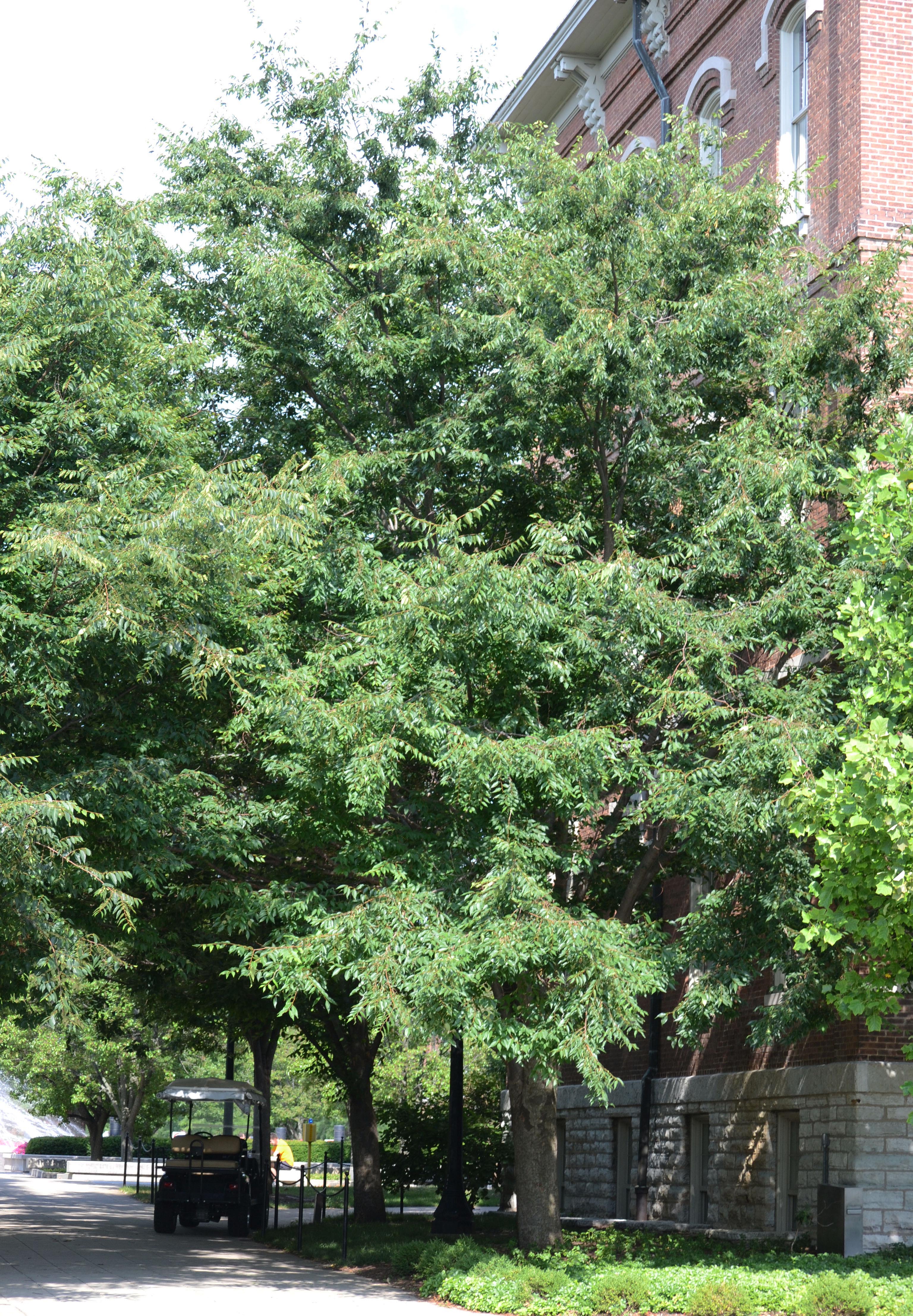 Zelkova serrata ‘Village Green’ – Purdue Arboretum Explorer