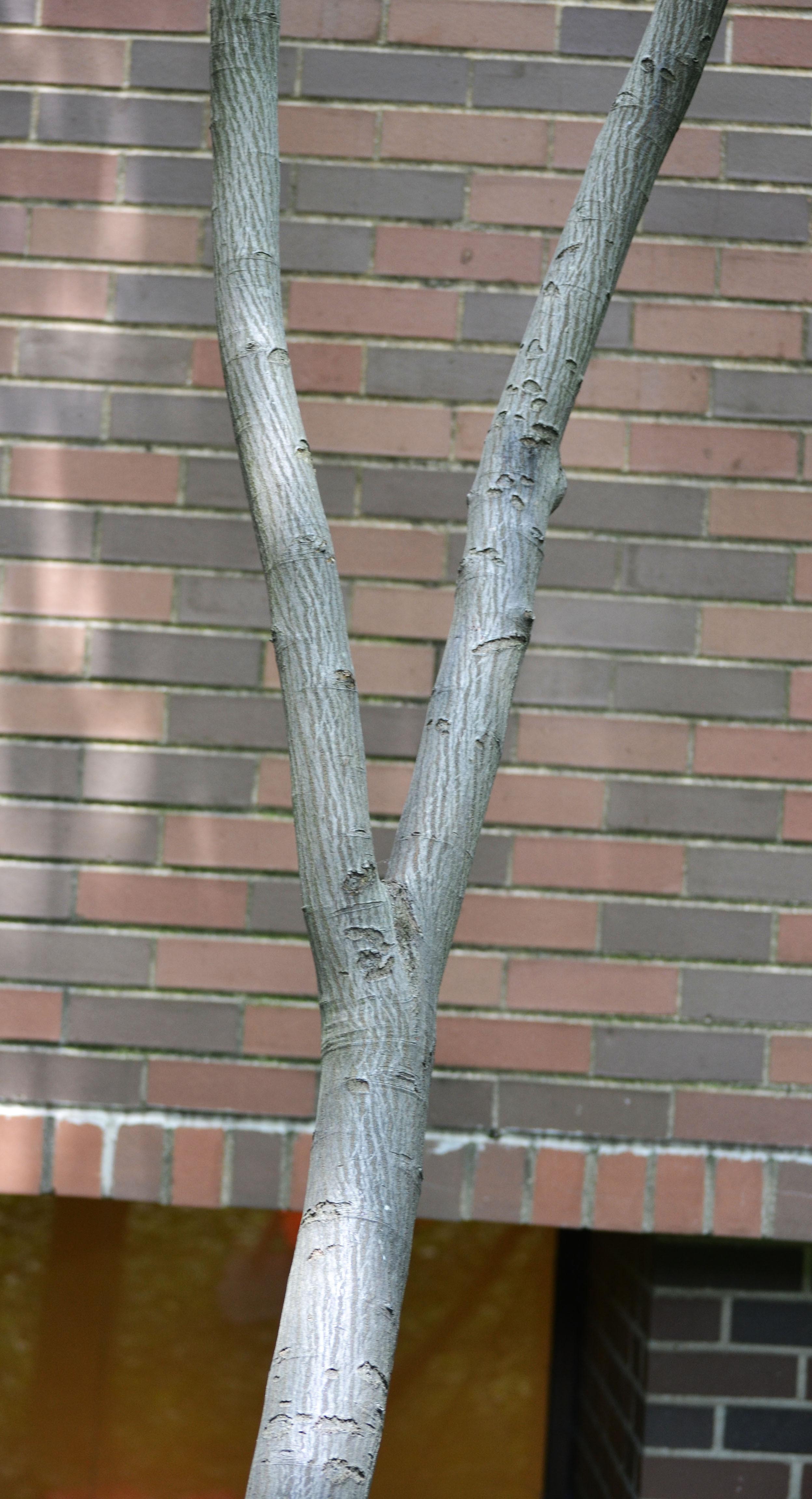 Amelanchier × grandiflora – Purdue Arboretum Explorer