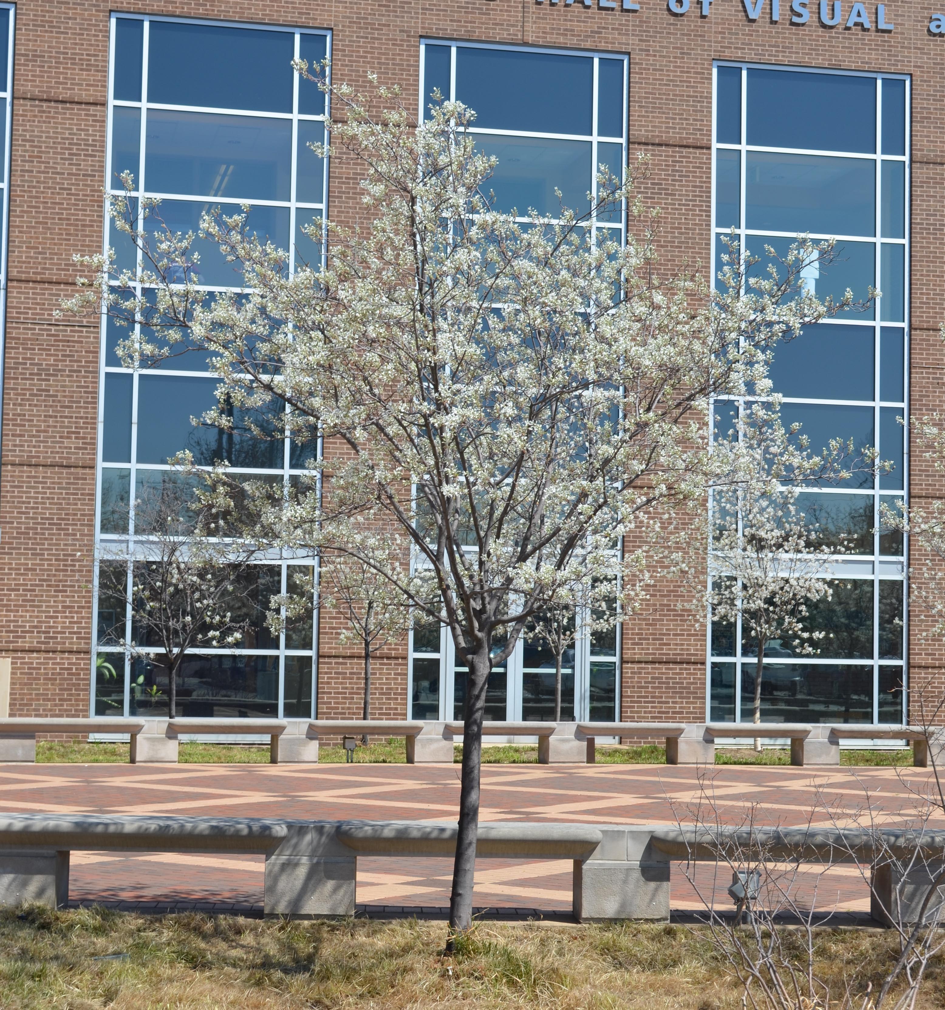 Amelanchier × grandiflora ‘Autumn Brilliance’ [sold as Autumn ...