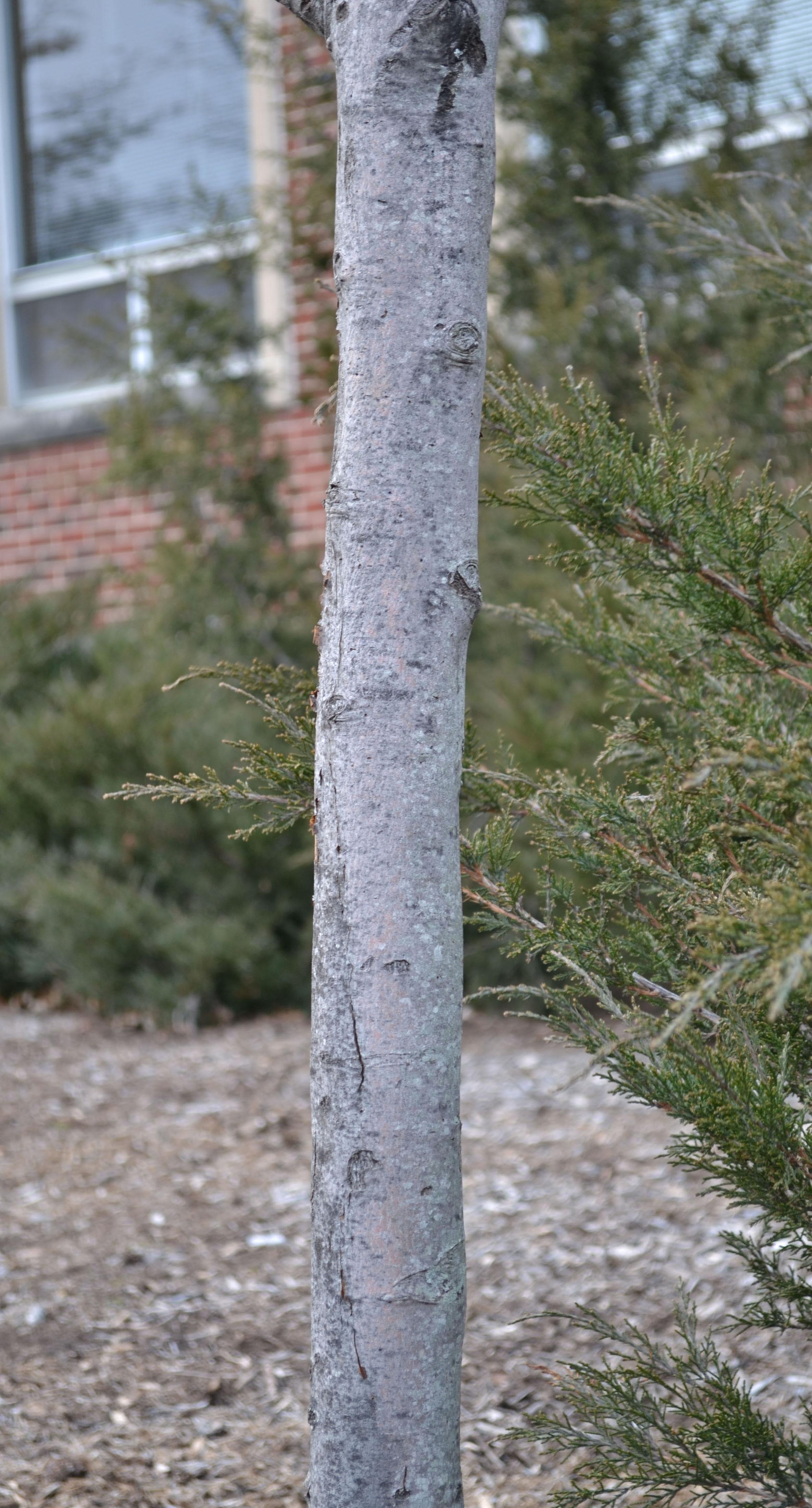 Amelanchier × grandiflora ‘Autumn Brilliance’ [sold as Autumn ...