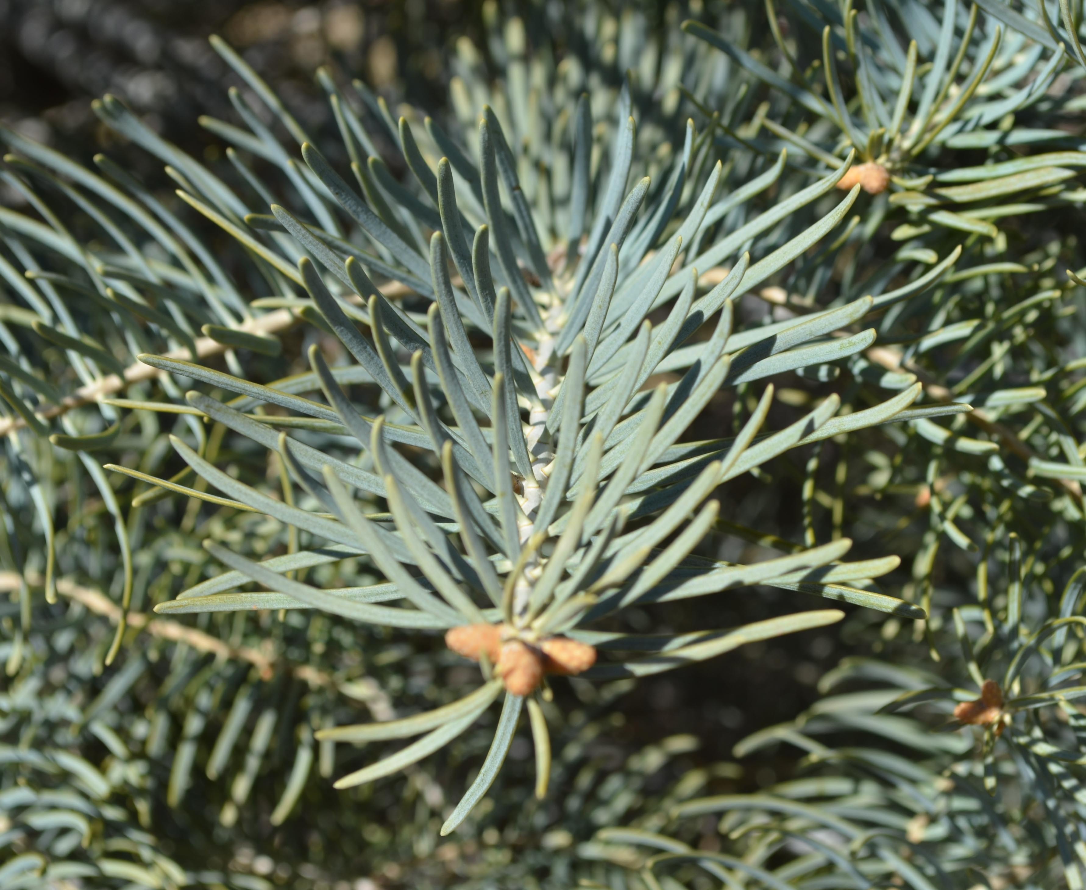 Abies concolor ‘Blue Select’ – Purdue Arboretum Explorer
