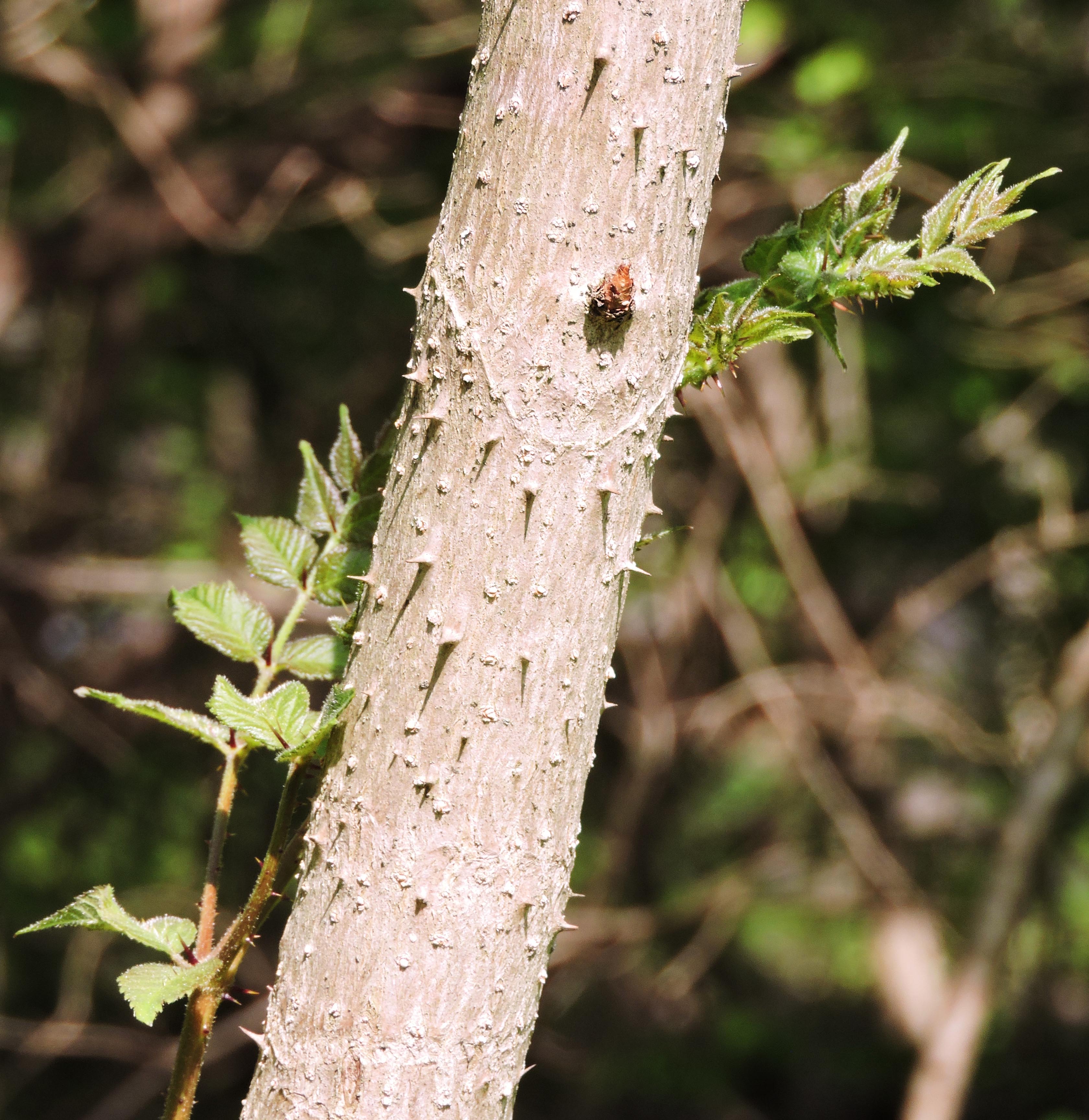 Aralia spinosa – Purdue Arboretum Explorer