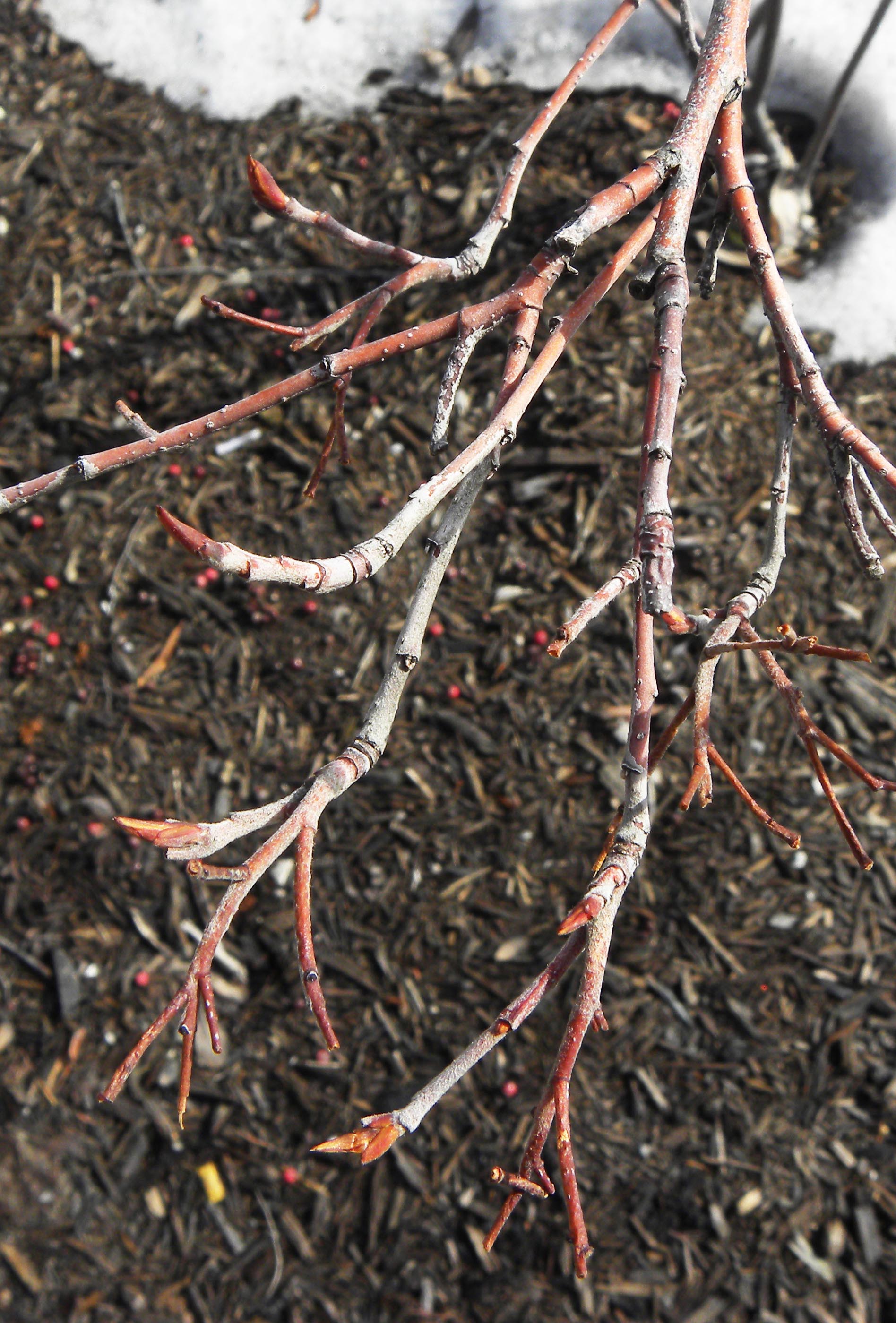 Aronia arbutifolia – Purdue Arboretum Explorer