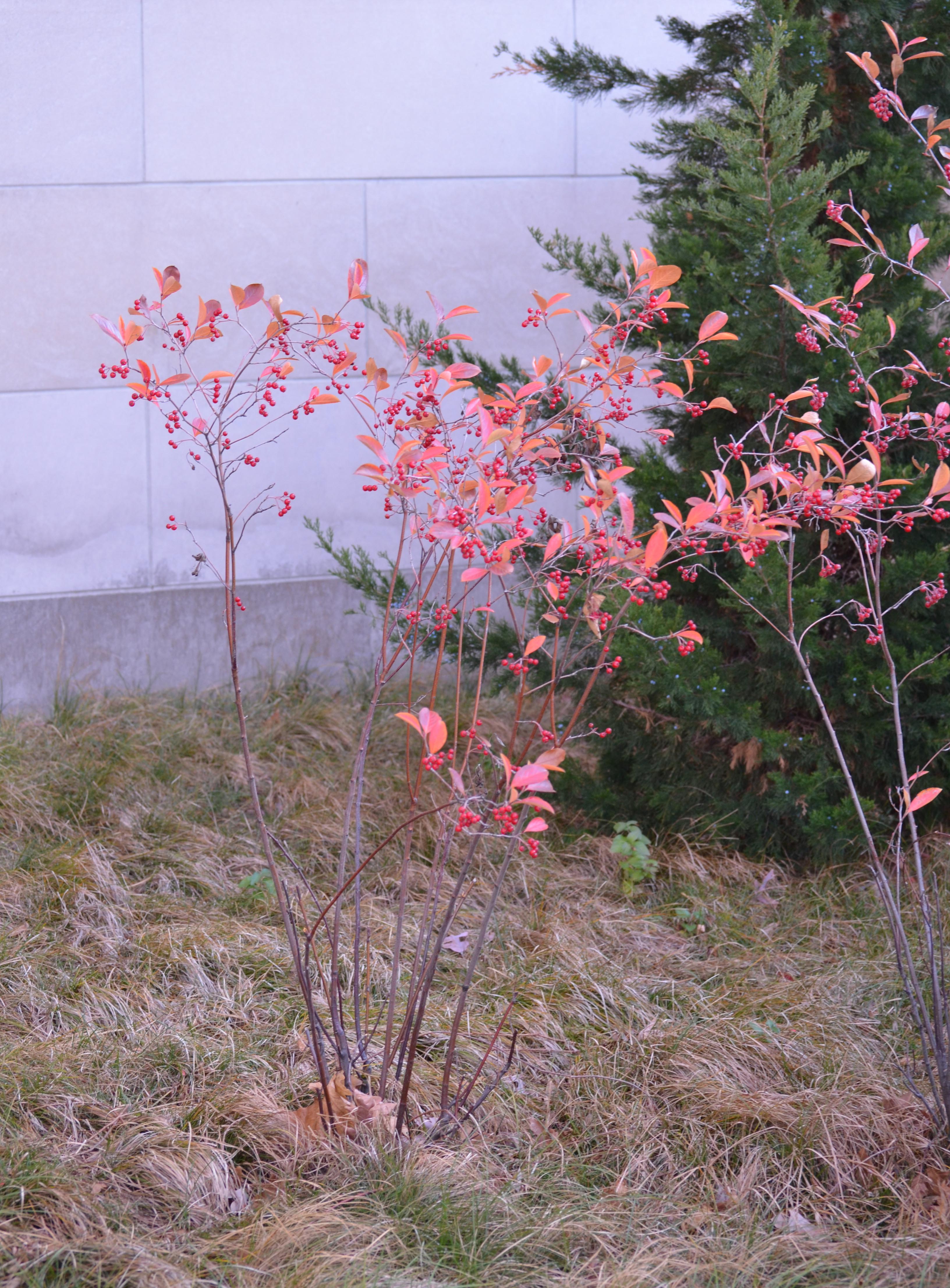 Aronia arbutifolia ‘Brilliantissima’ – Purdue Arboretum Explorer
