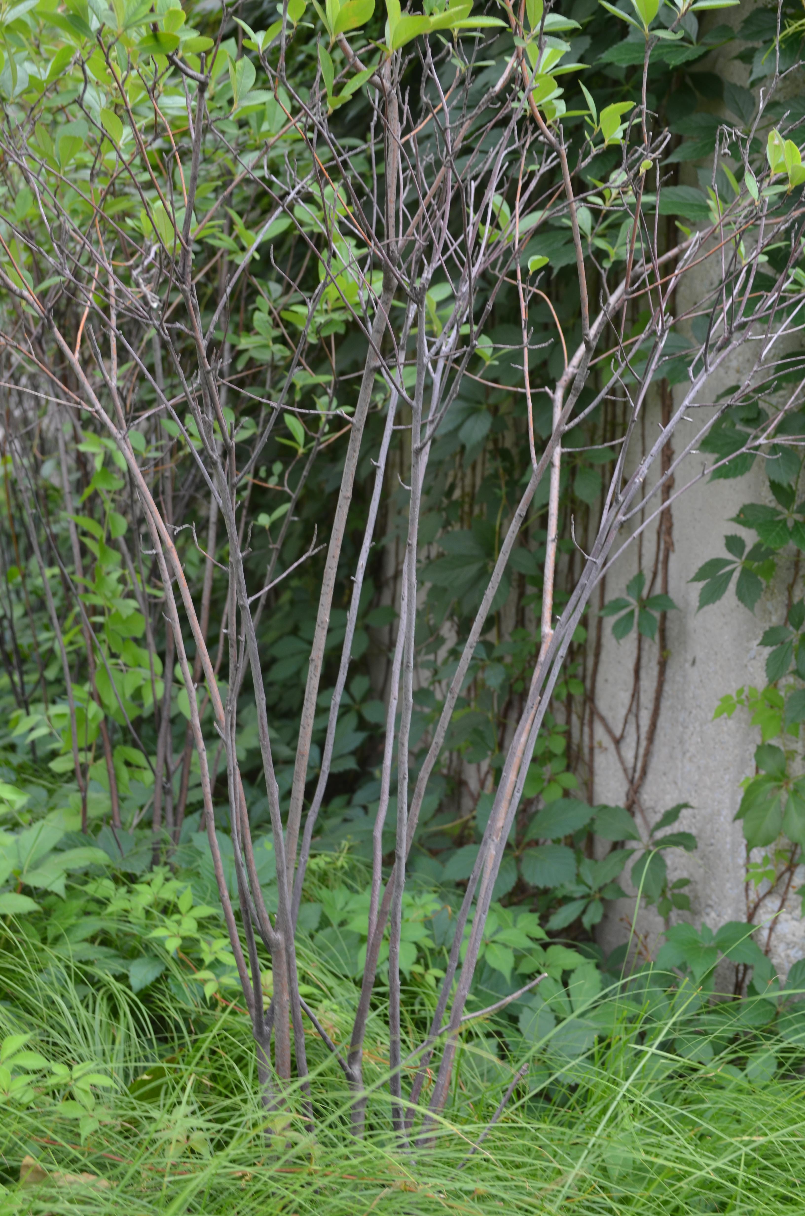 Aronia arbutifolia ‘Brilliantissima’ – Purdue Arboretum Explorer