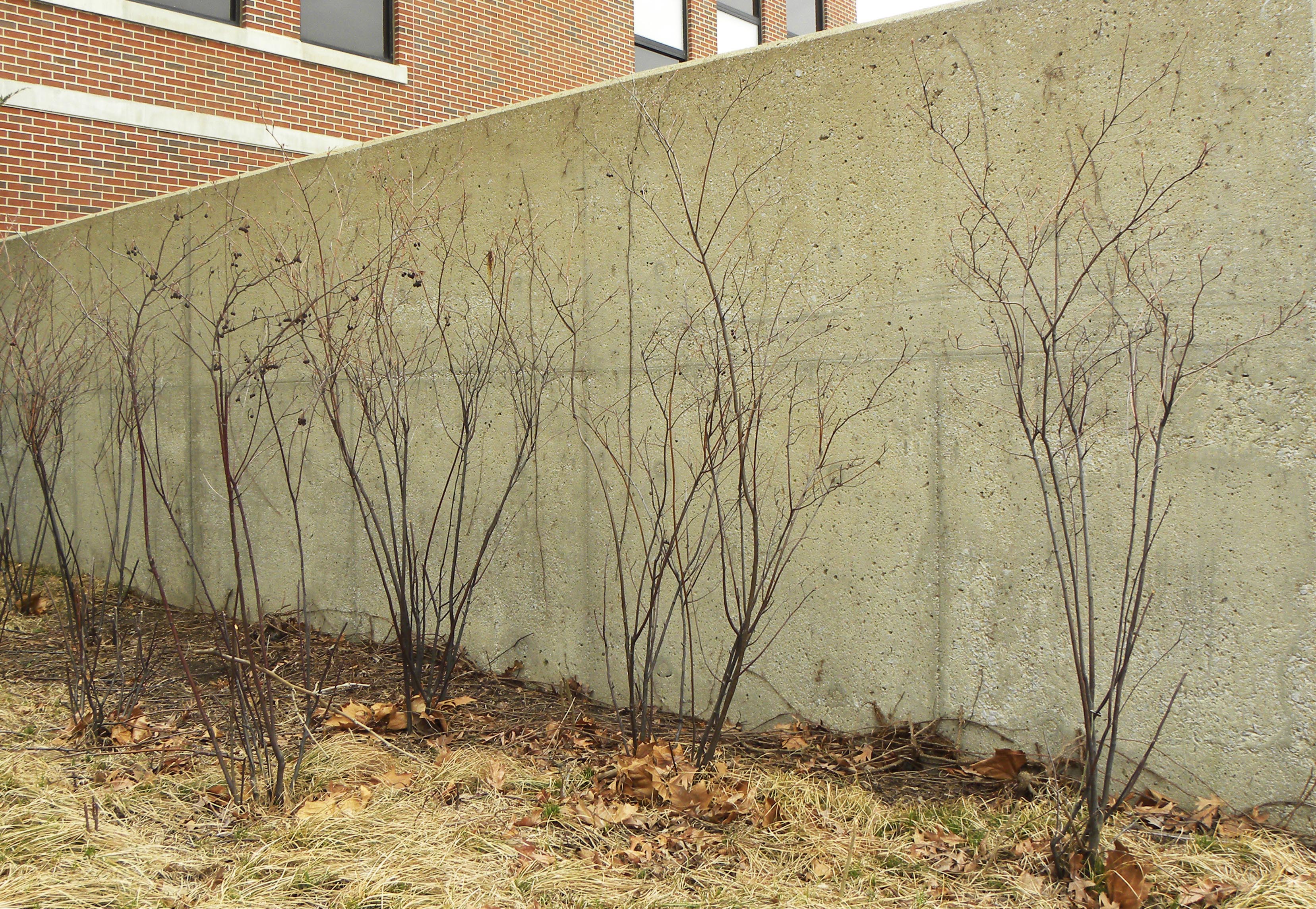 Aronia arbutifolia ‘Brilliantissima’ – Purdue Arboretum Explorer