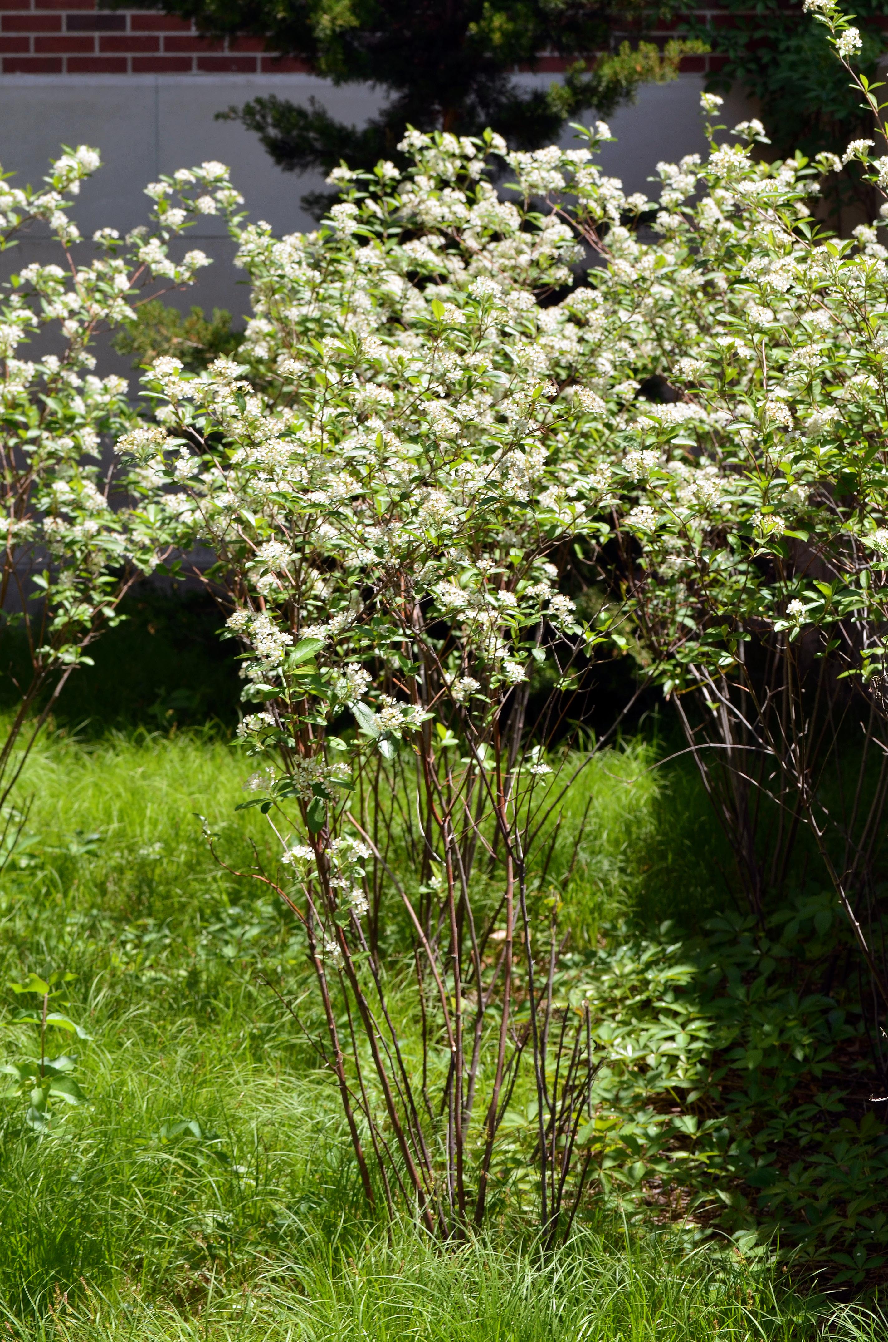 Aronia arbutifolia ‘Brilliantissima’ – Purdue Arboretum Explorer