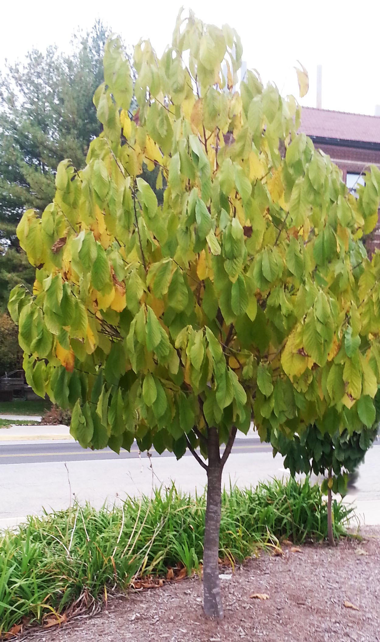 Asimina triloba – Purdue Arboretum Explorer