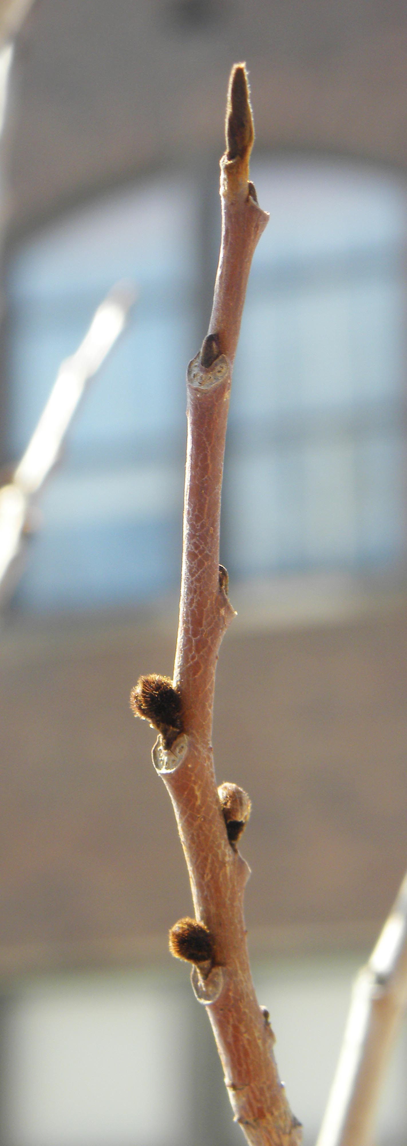 Asimina triloba – Purdue Arboretum Explorer
