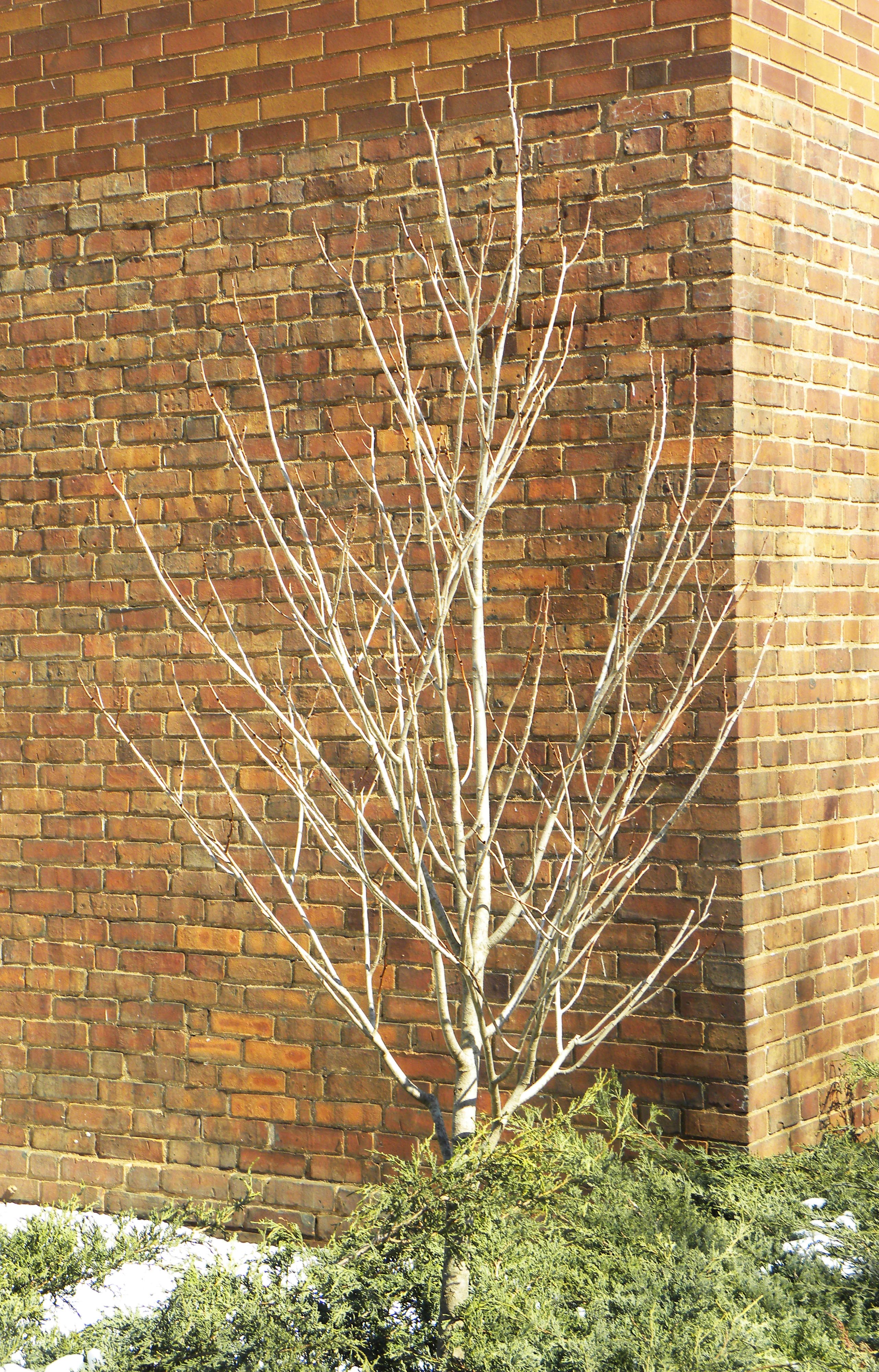 Asimina triloba – Purdue Arboretum Explorer