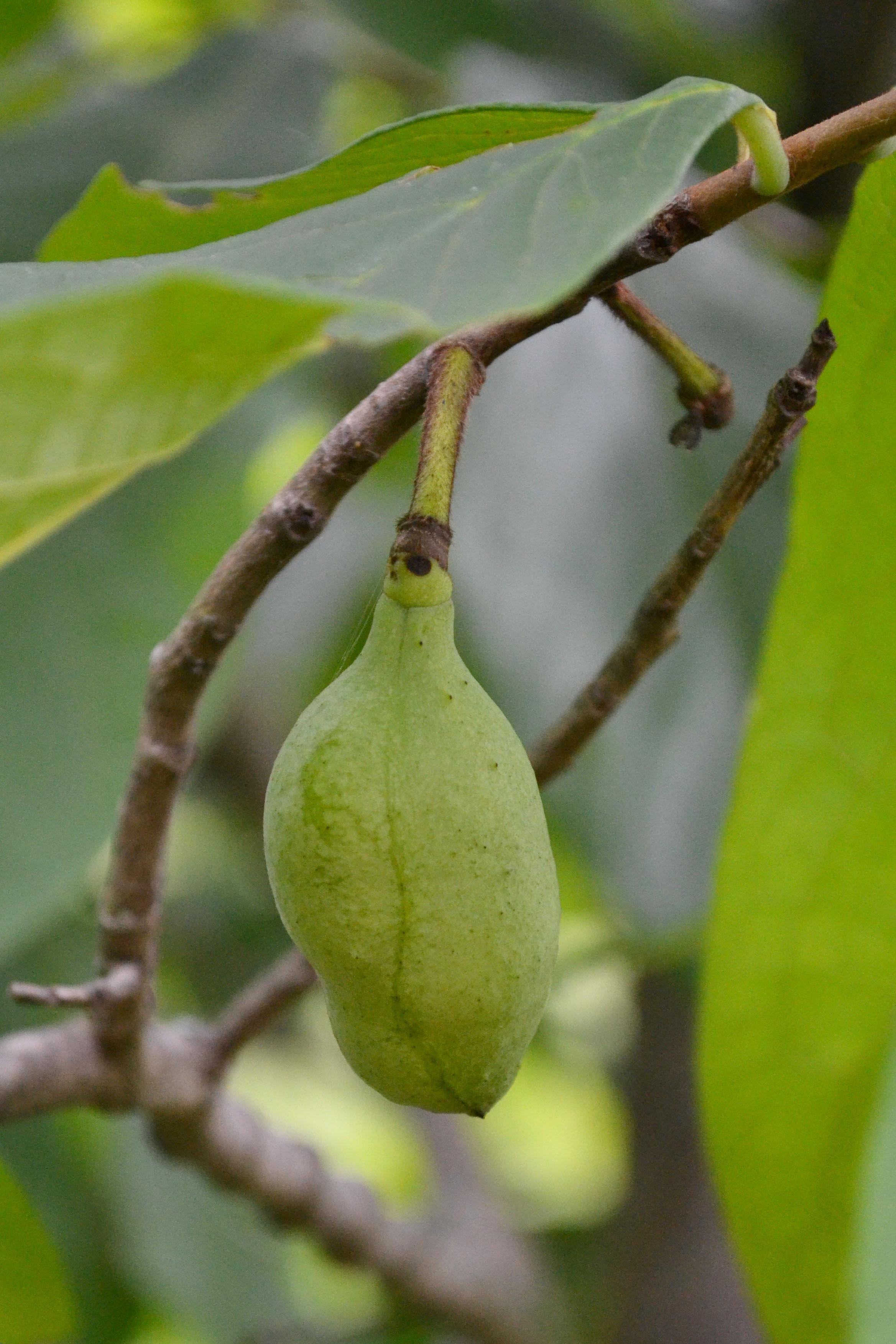 Asimina triloba – Purdue Arboretum Explorer