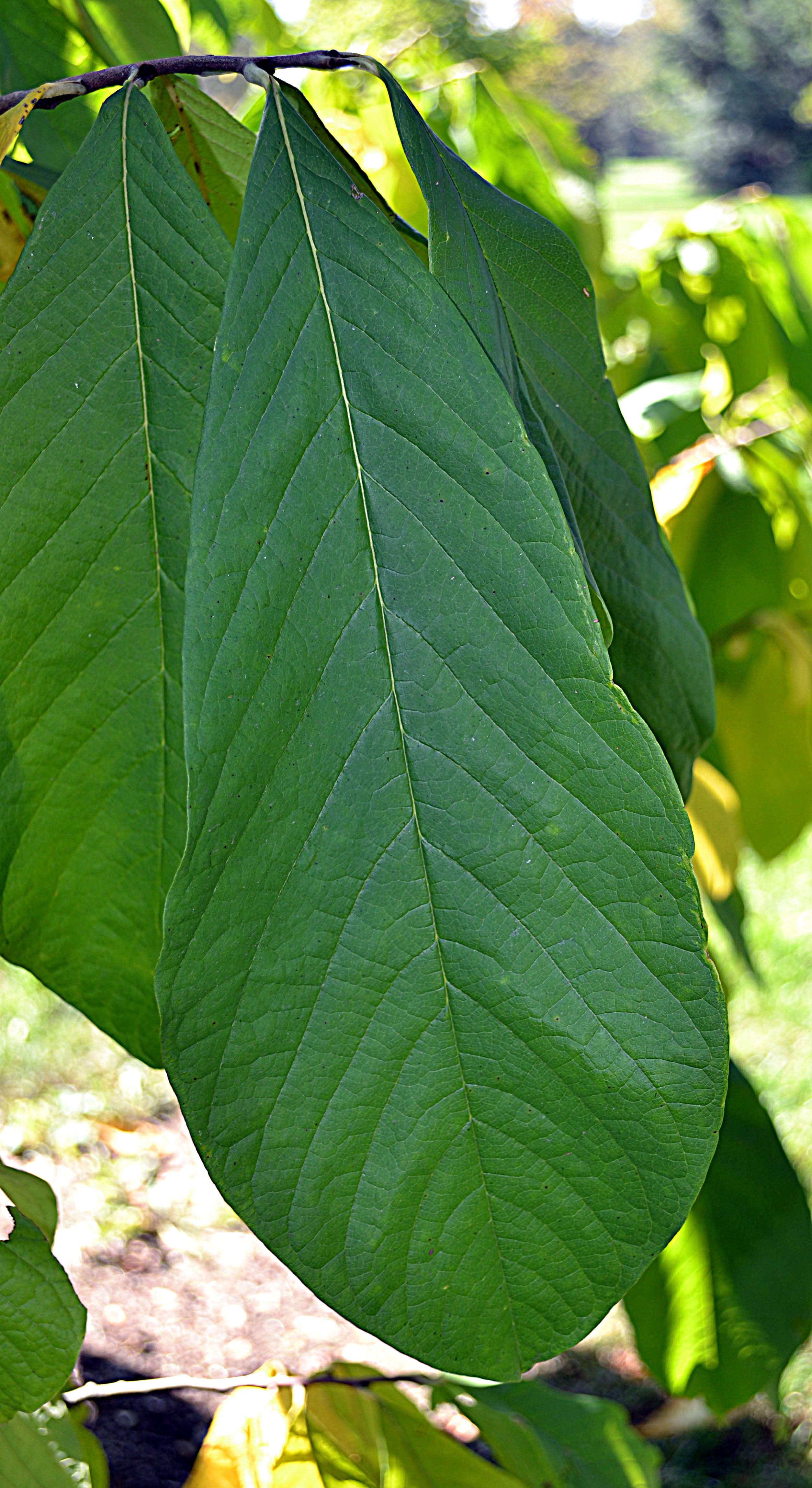 Asimina triloba – Purdue Arboretum Explorer