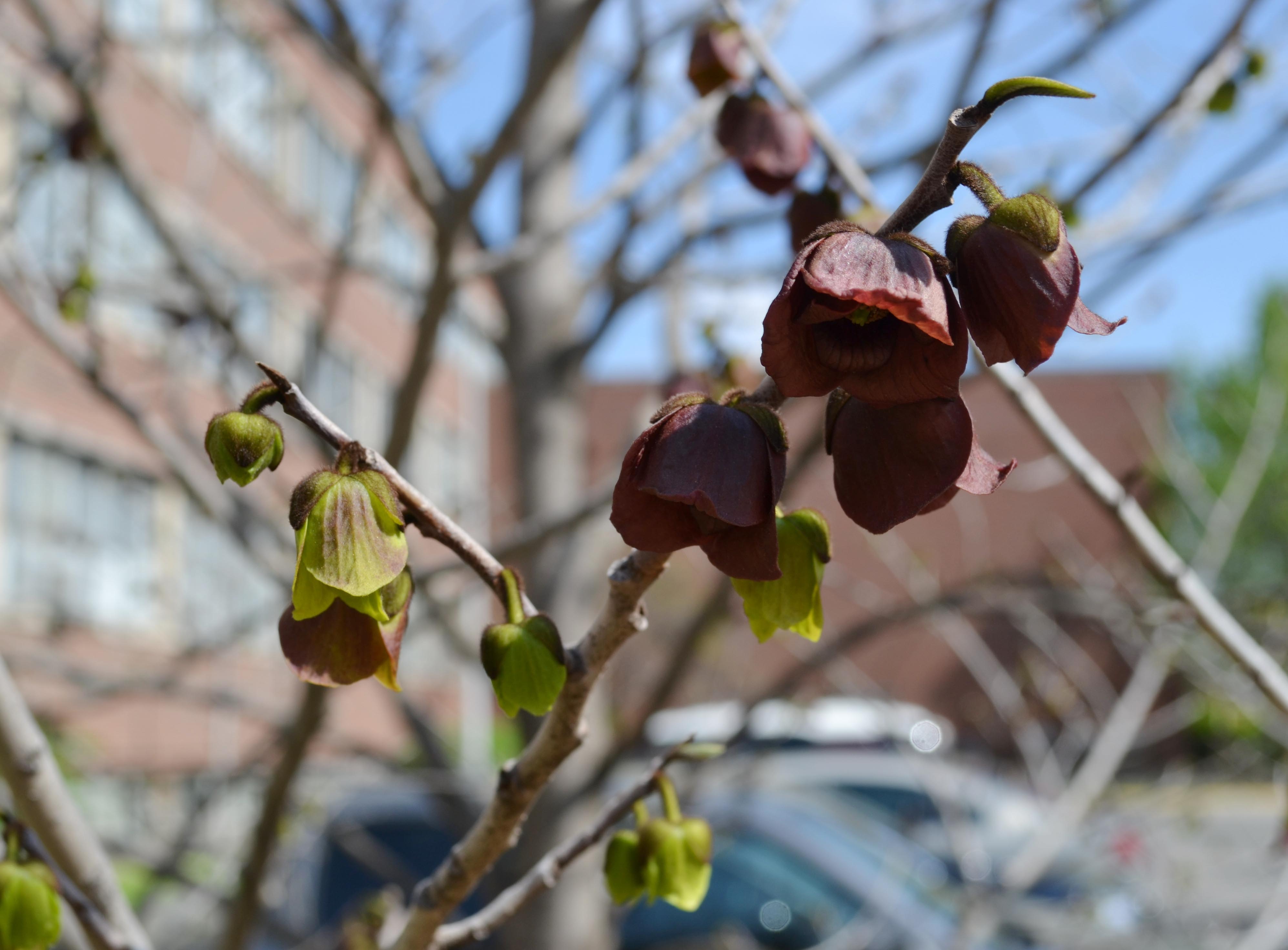 Asimina triloba – Purdue Arboretum Explorer
