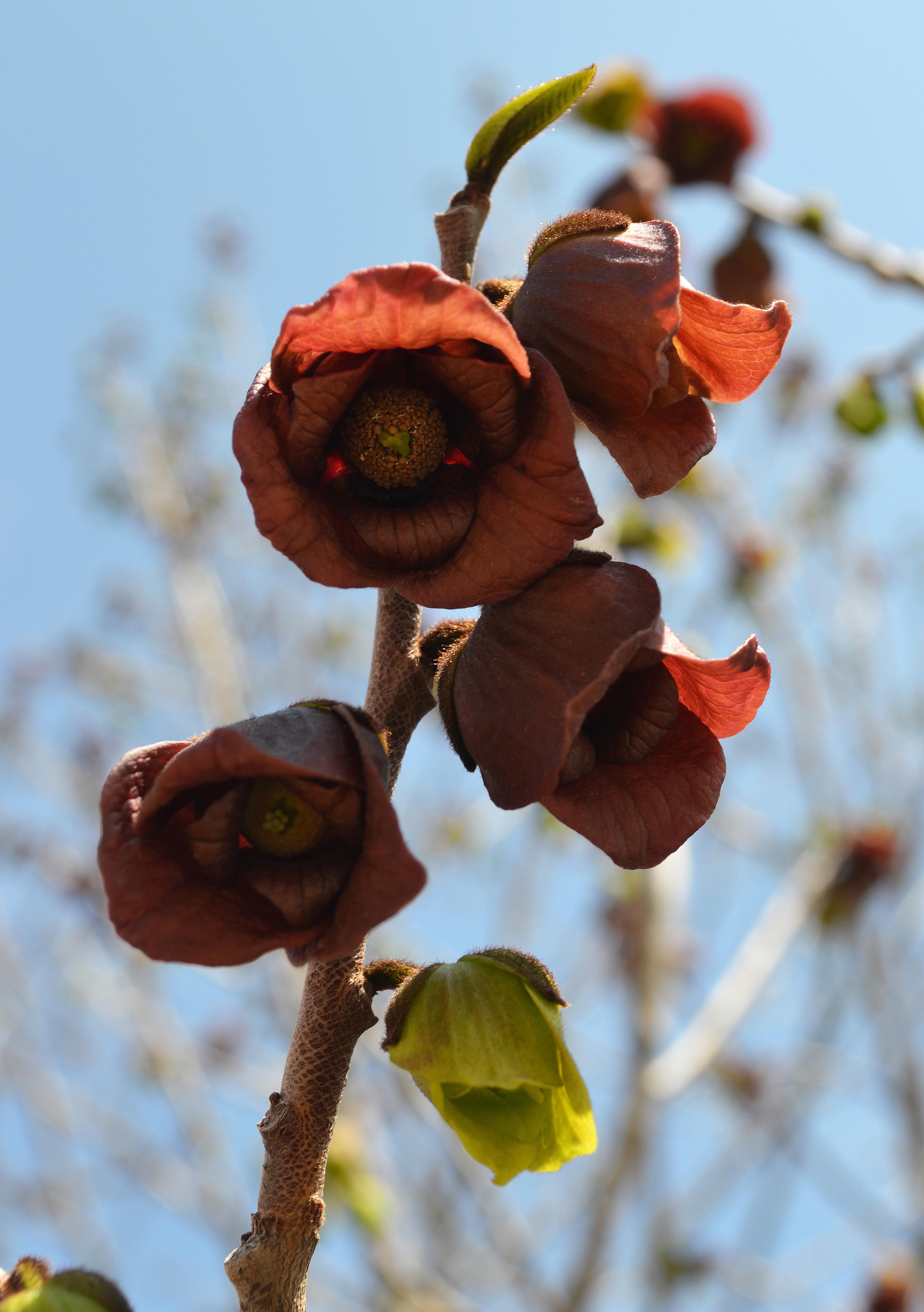 Asimina triloba – Purdue Arboretum Explorer