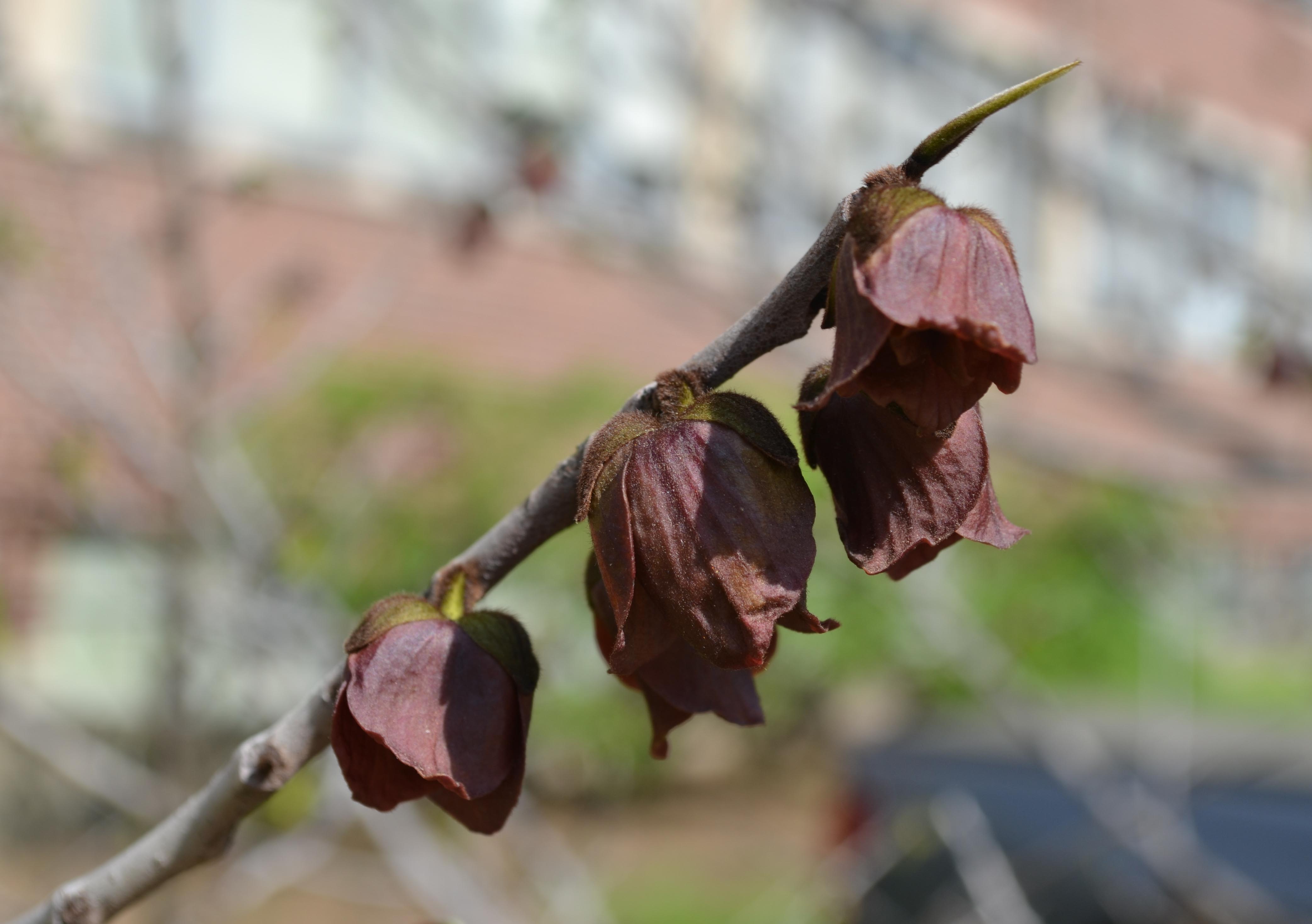 Asimina triloba – Purdue Arboretum Explorer
