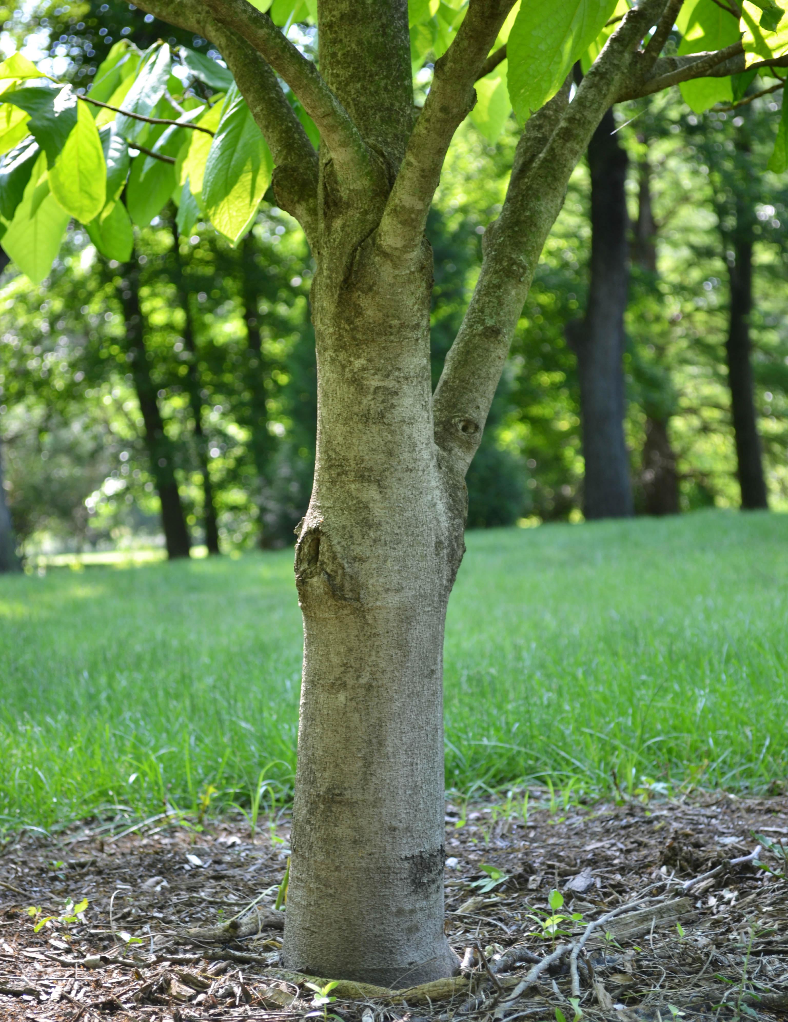Asimina triloba – Purdue Arboretum Explorer
