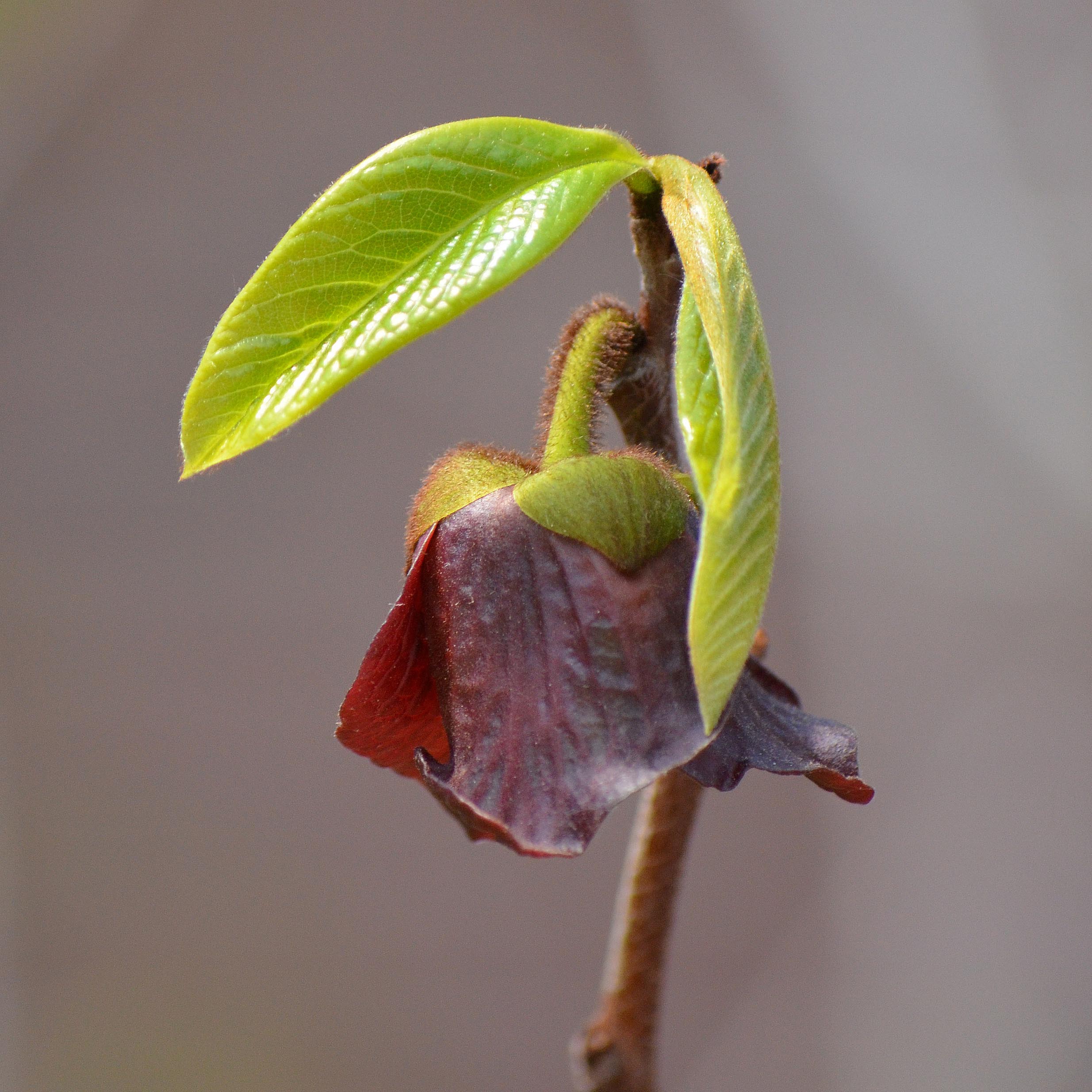 Asimina triloba – Purdue Arboretum Explorer