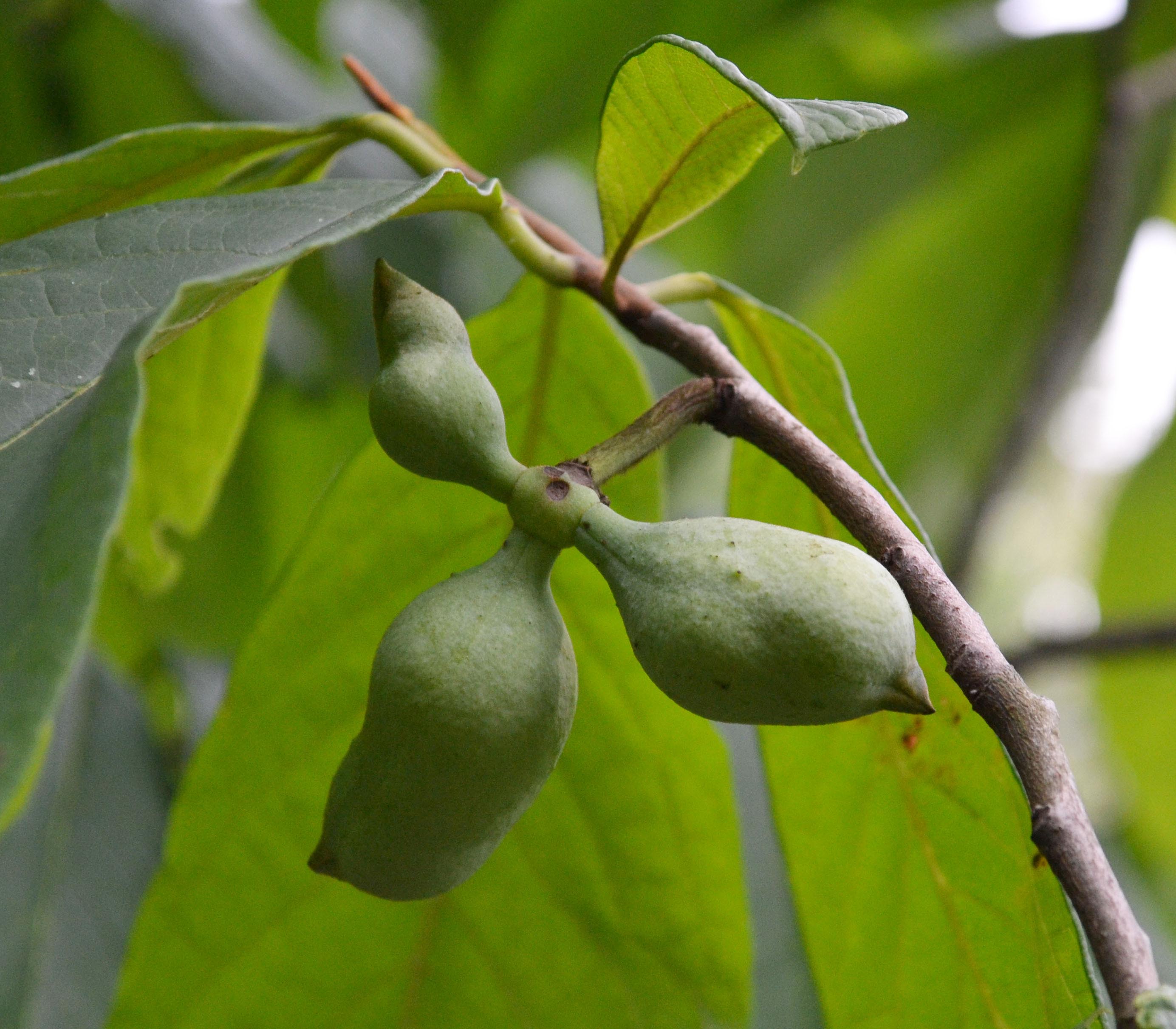 Asimina triloba – Purdue Arboretum Explorer