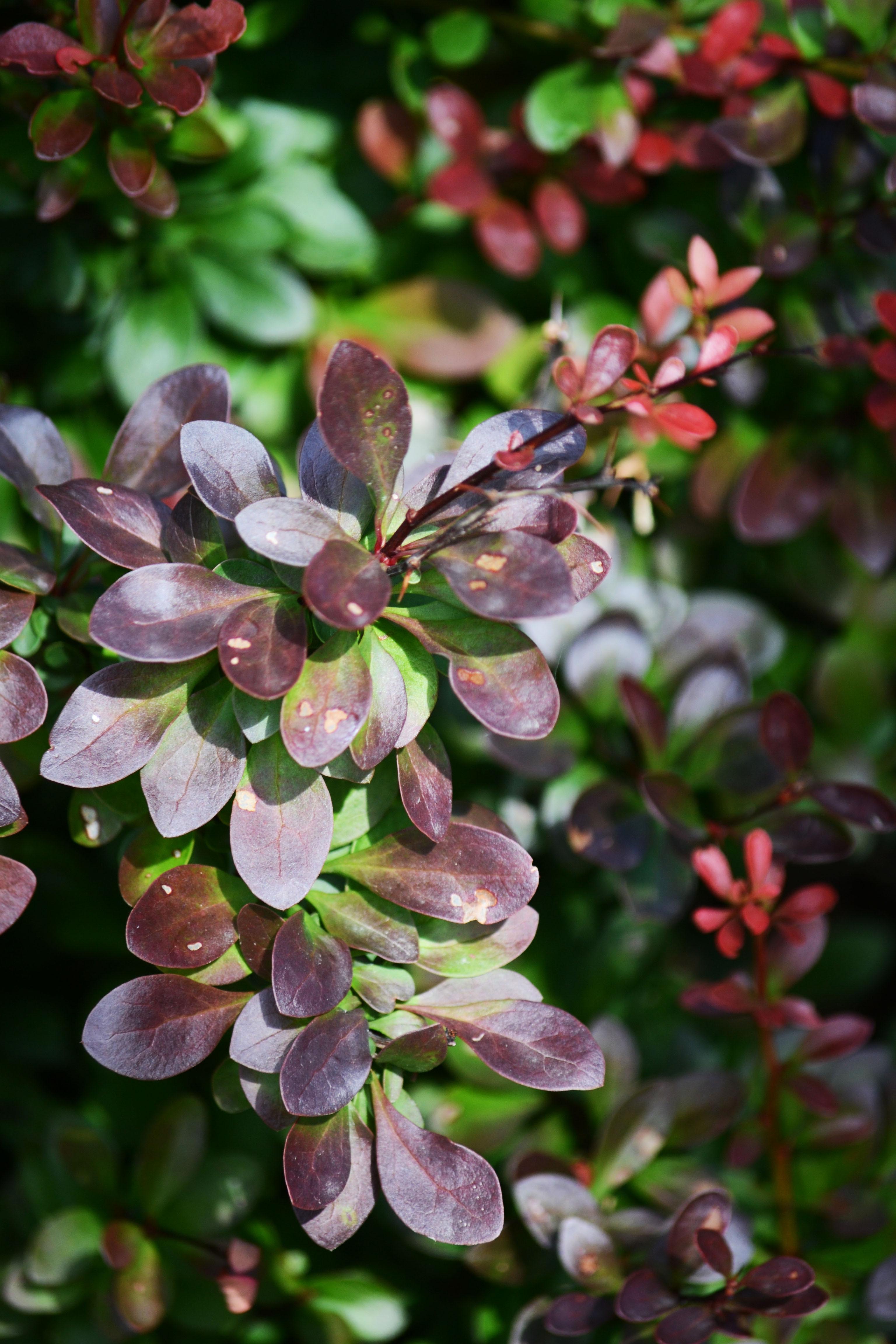 Berberis thunbergii – Purdue Arboretum Explorer
