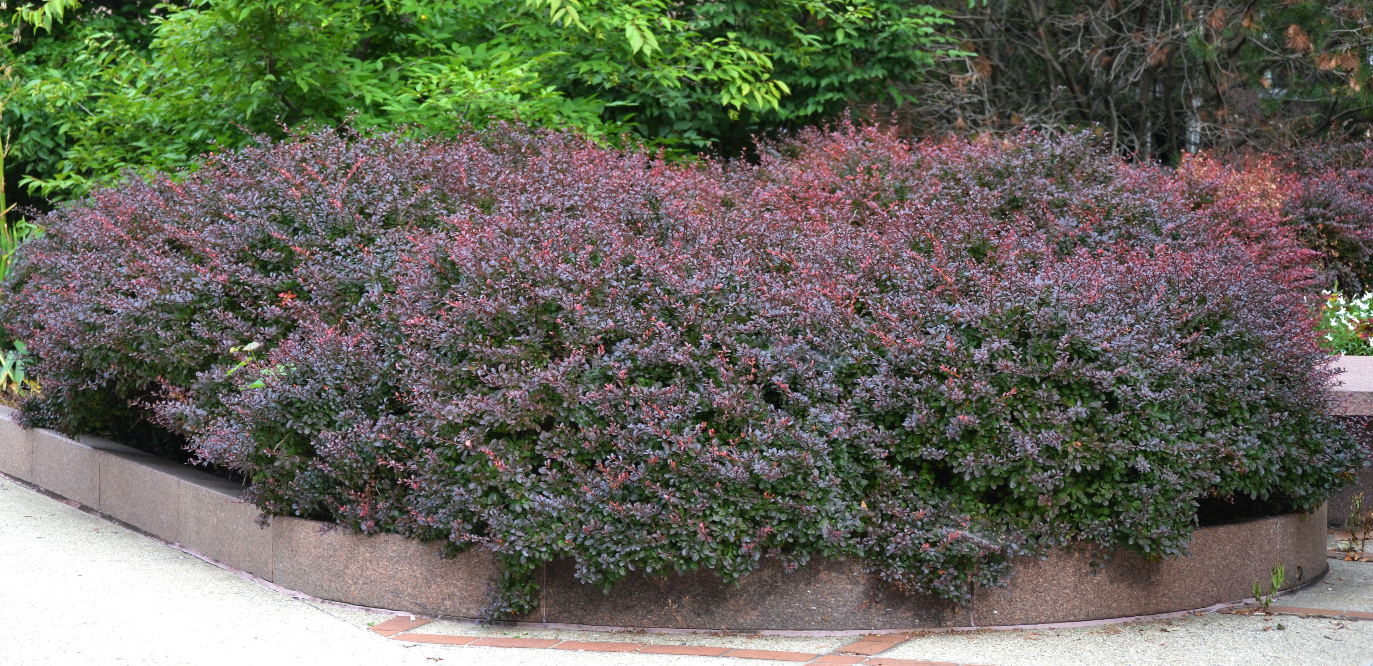 Berberis × mentorensis – Purdue Arboretum Explorer
