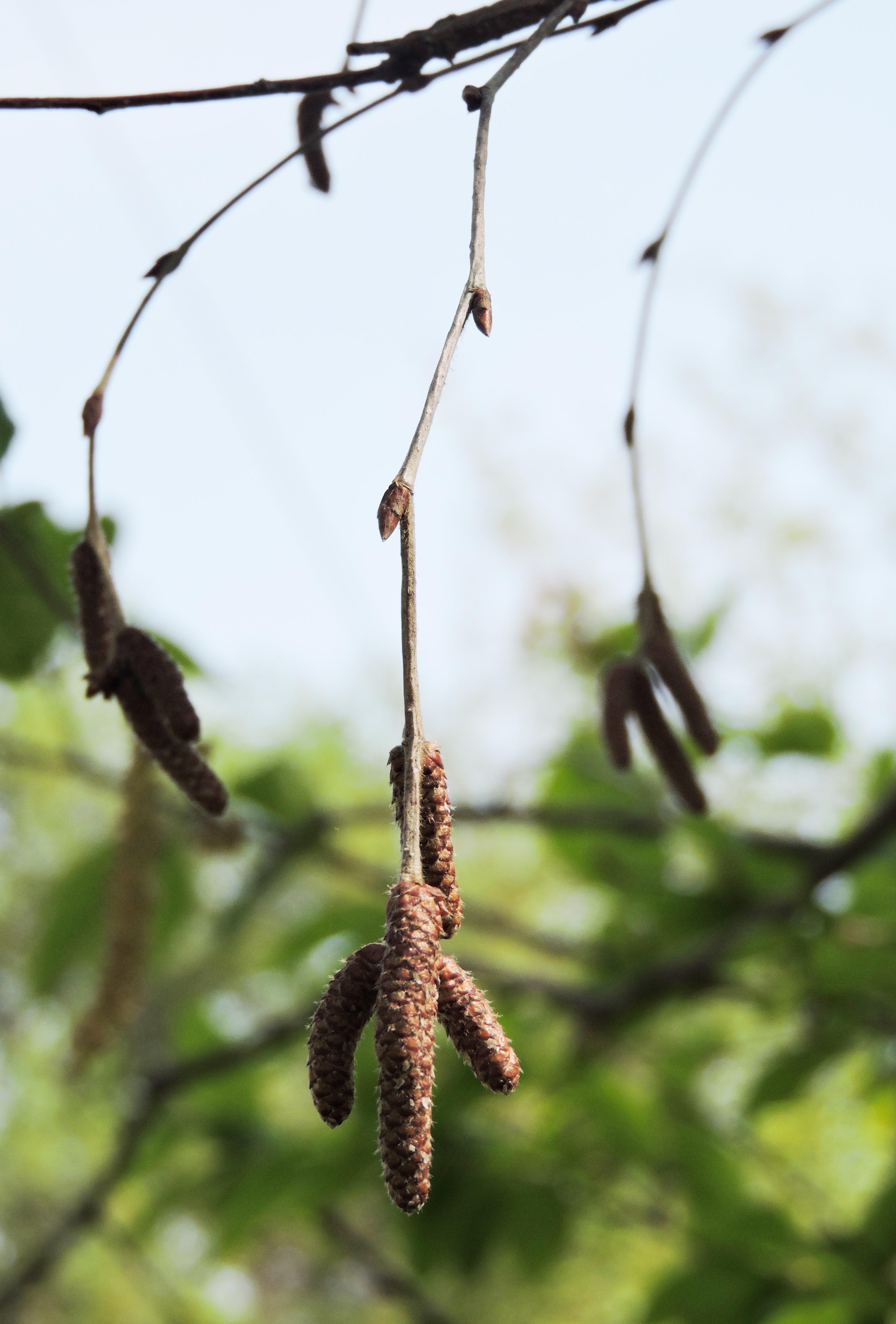 Betula alleghaniensis – Purdue Arboretum Explorer