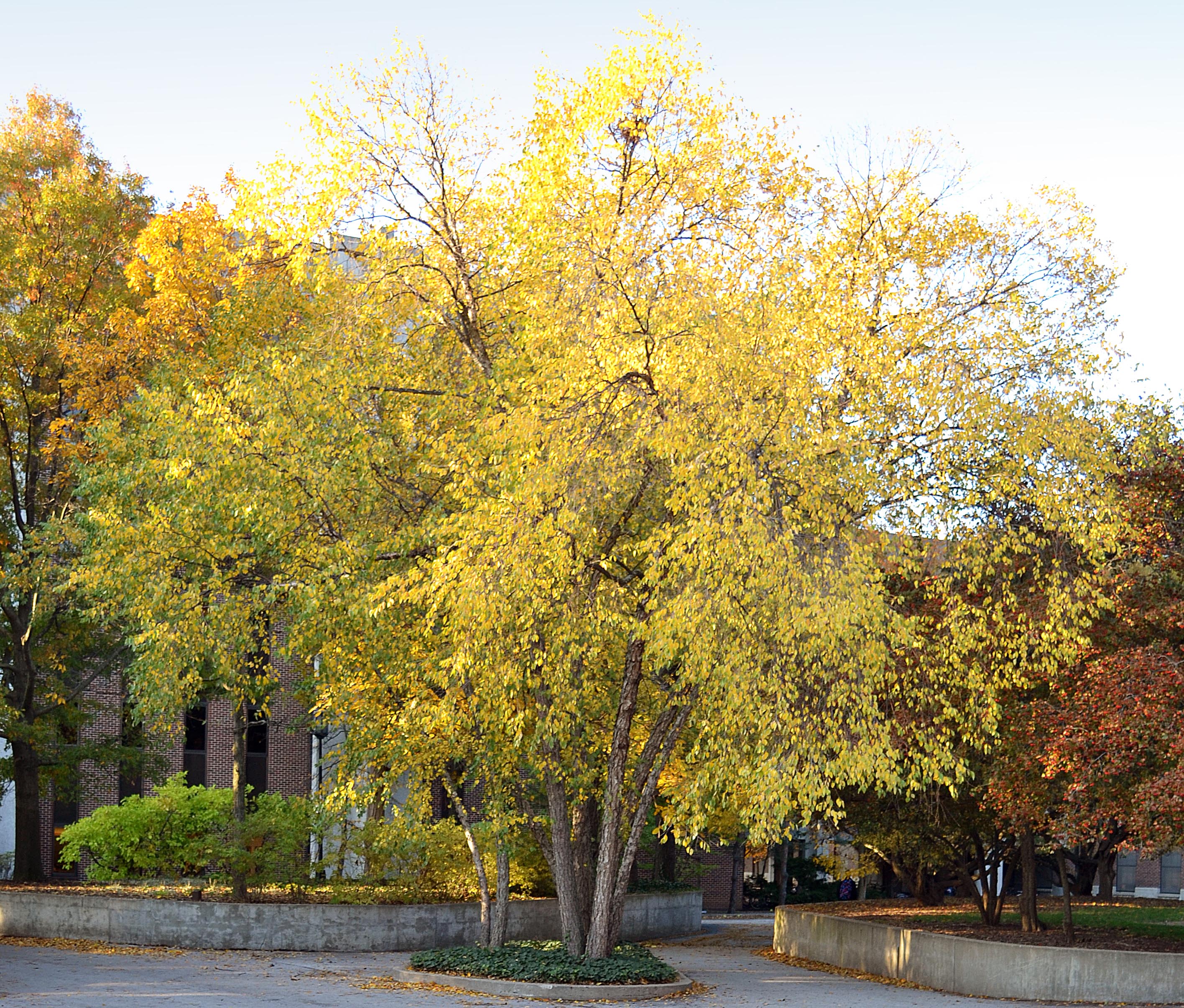 Betula nigra – Purdue Arboretum Explorer