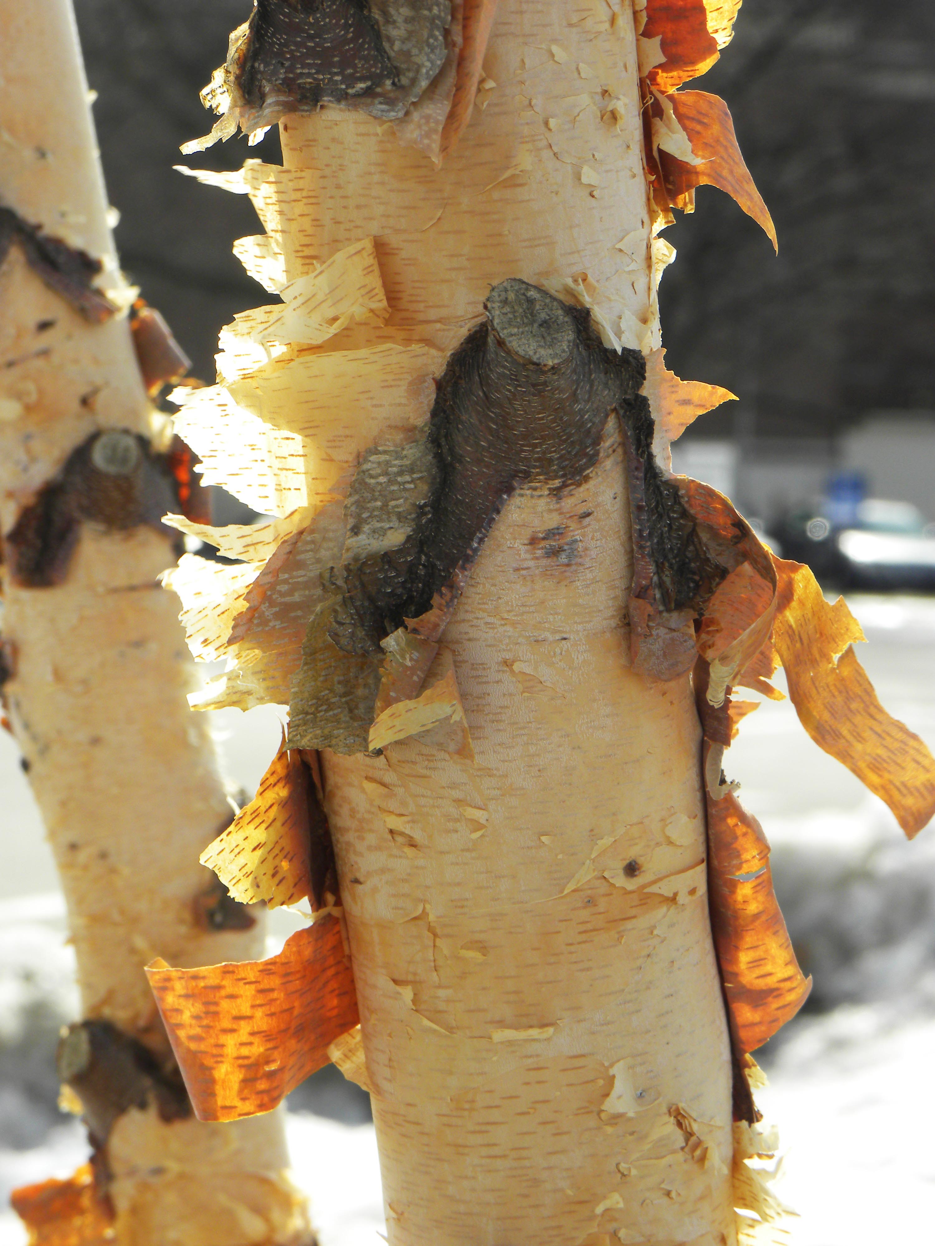 Betula nigra – Purdue Arboretum Explorer