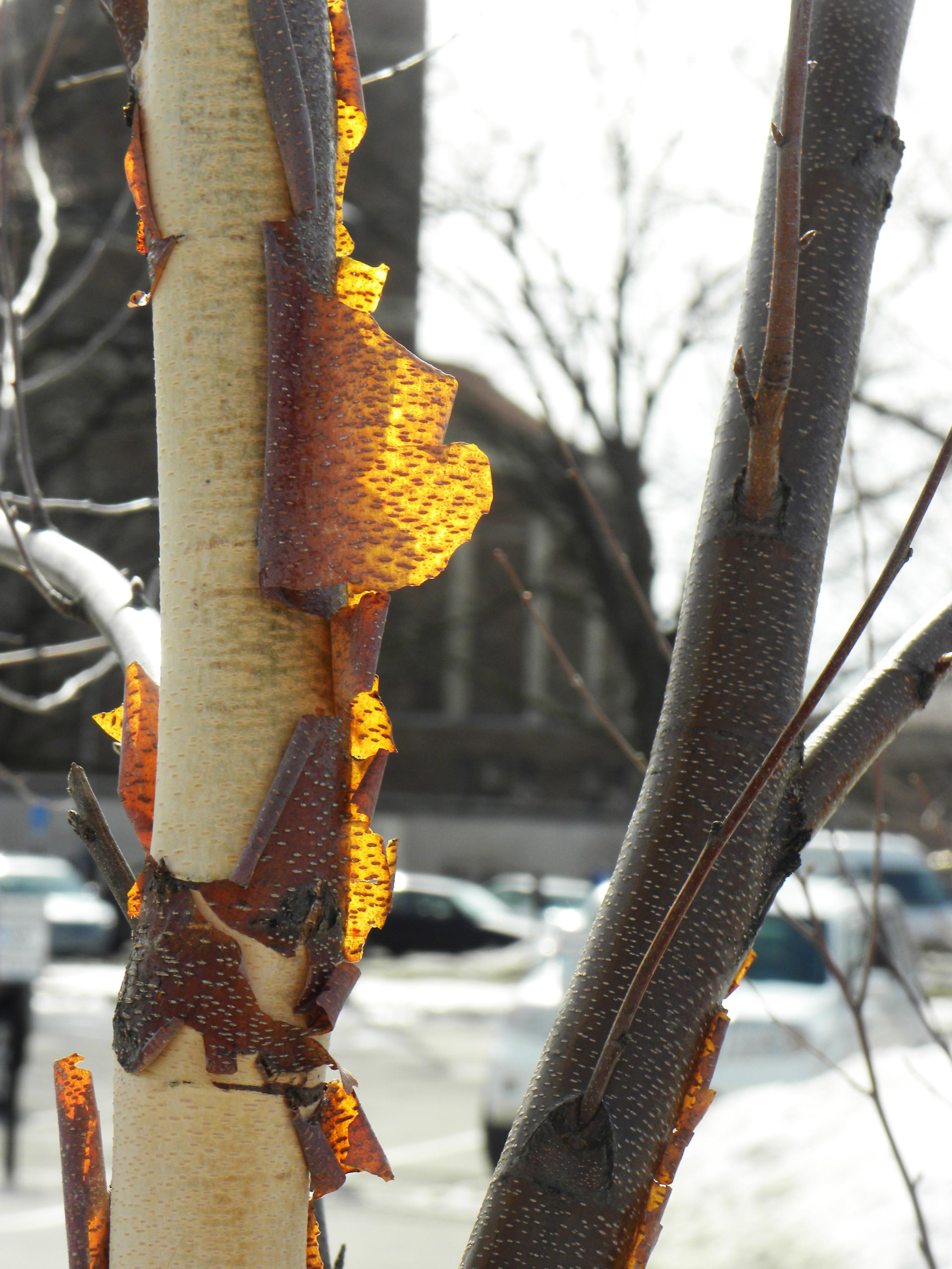 Betula nigra – Purdue Arboretum Explorer